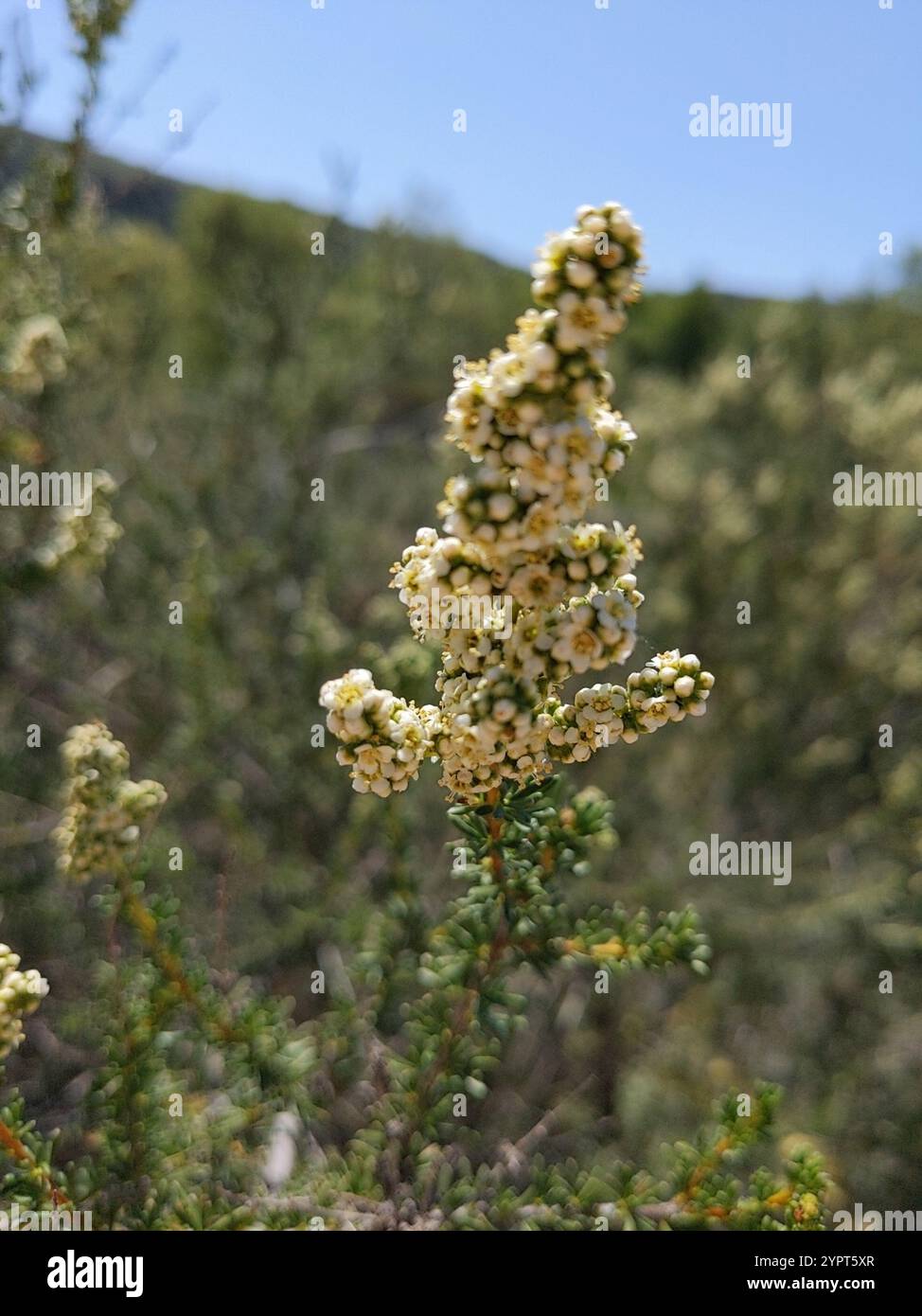 chamise (Adenostoma fasciculatum Stock Photo - Alamy