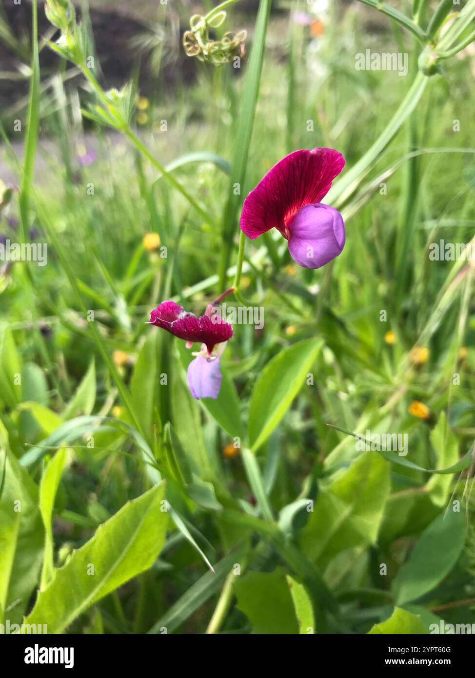 Crimson Pea (Lathyrus clymenum Stock Photo - Alamy