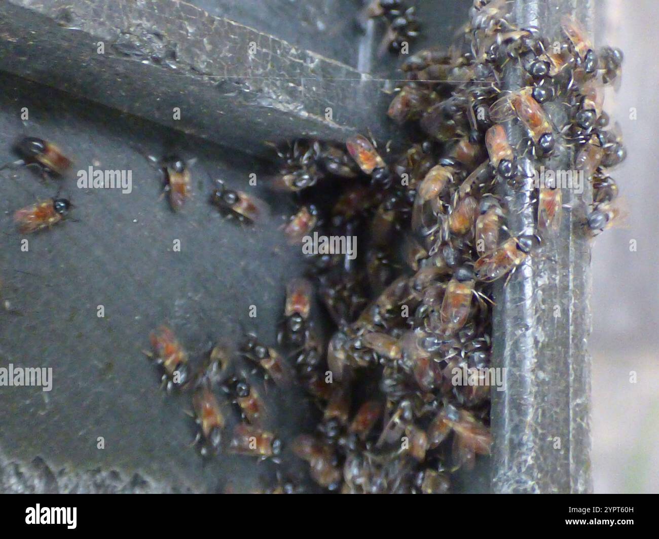 Common Blackflies (Simulium Stock Photo - Alamy