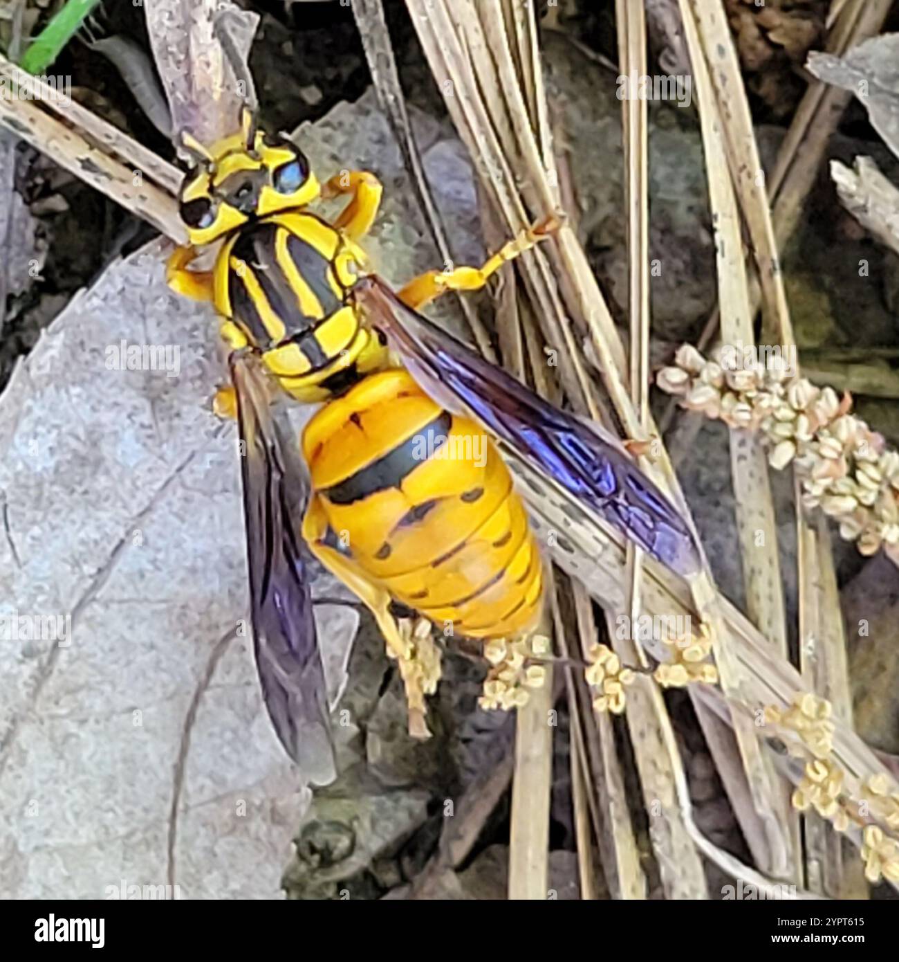 Southern Yellowjacket (Vespula squamosa Stock Photo - Alamy