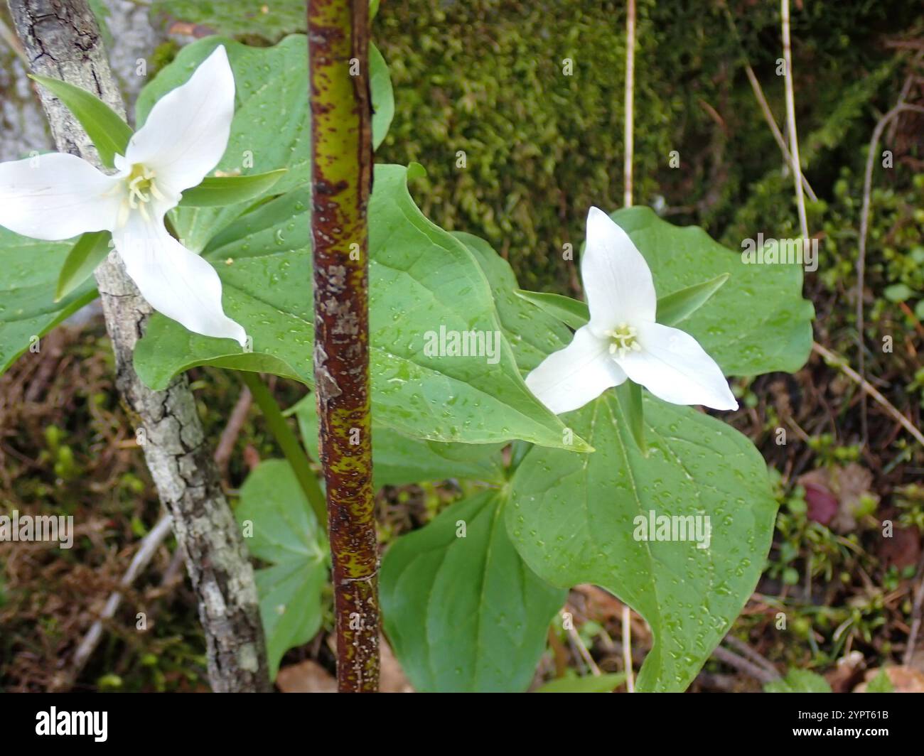 Pacific trillium (Trillium ovatum Stock Photo - Alamy
