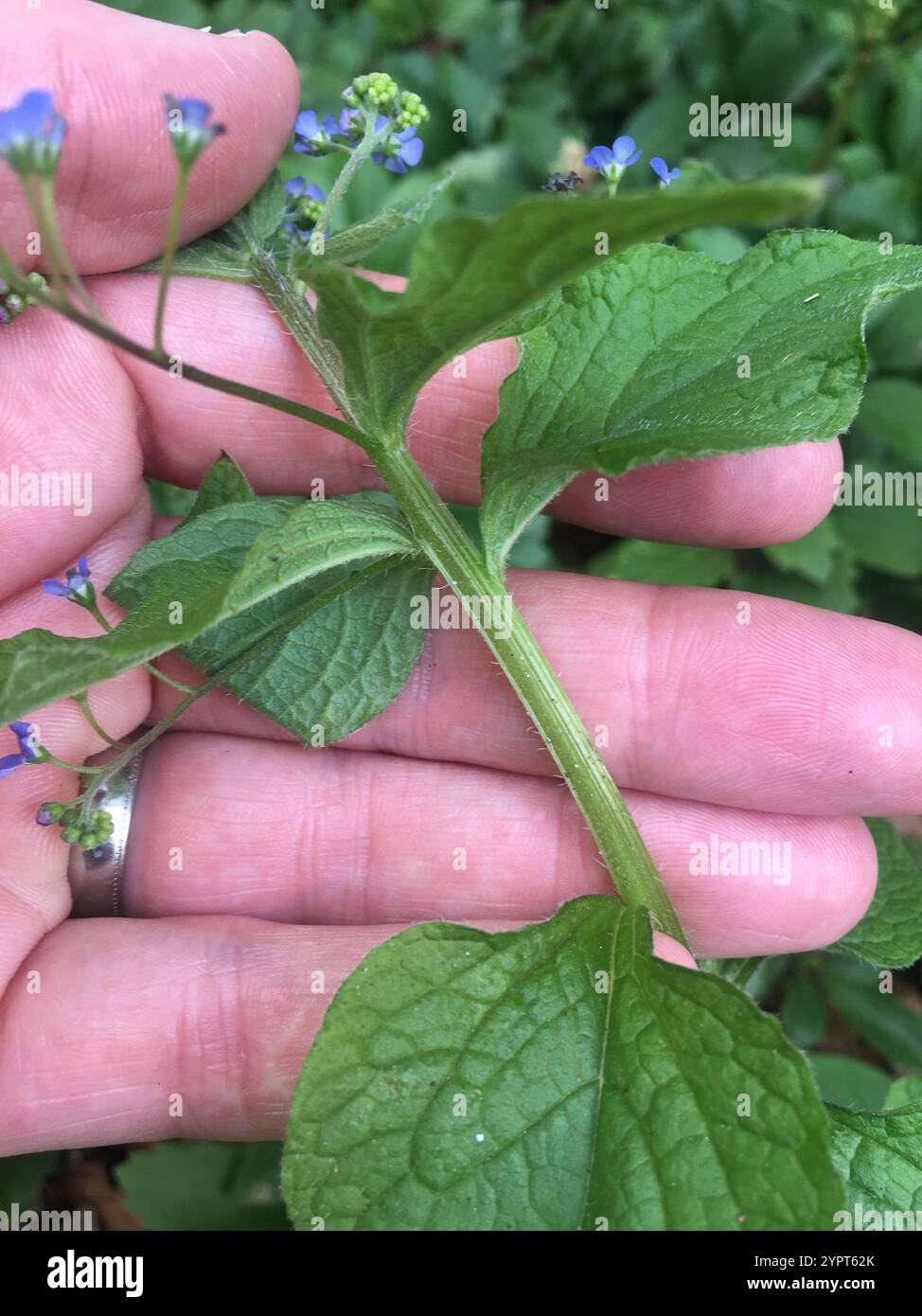 Siberian bugloss (Brunnera macrophylla Stock Photo - Alamy