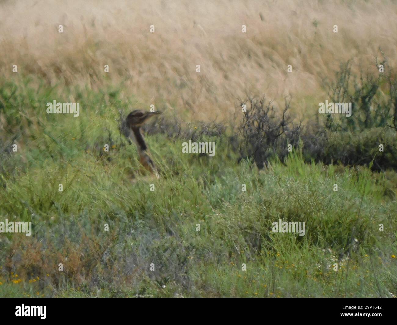 Ludwigii hi-res stock photography and images - Alamy