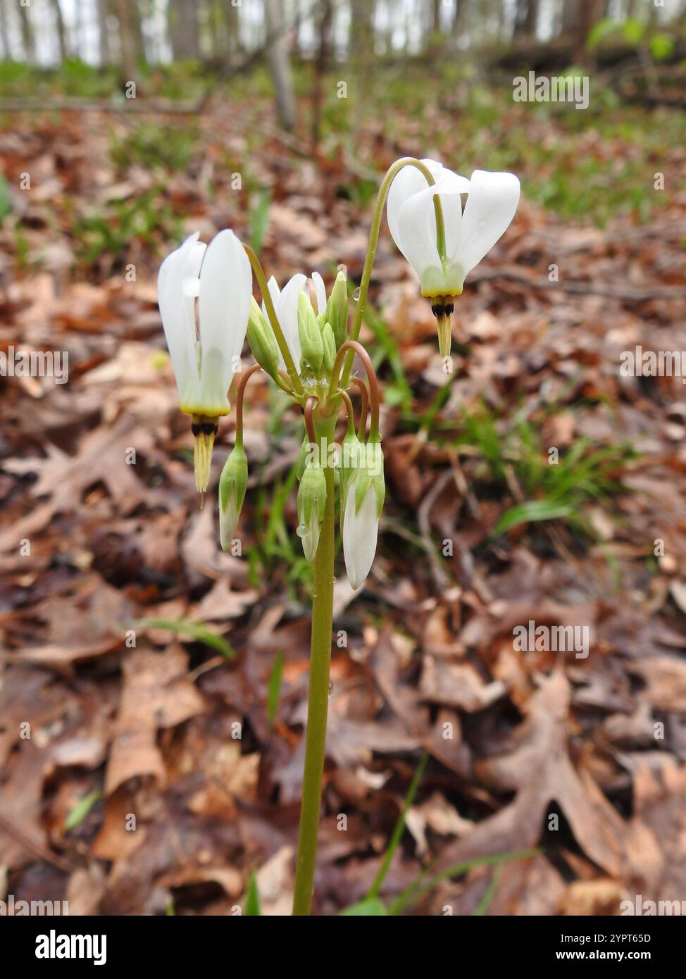 eastern shooting star (Primula meadia Stock Photo - Alamy
