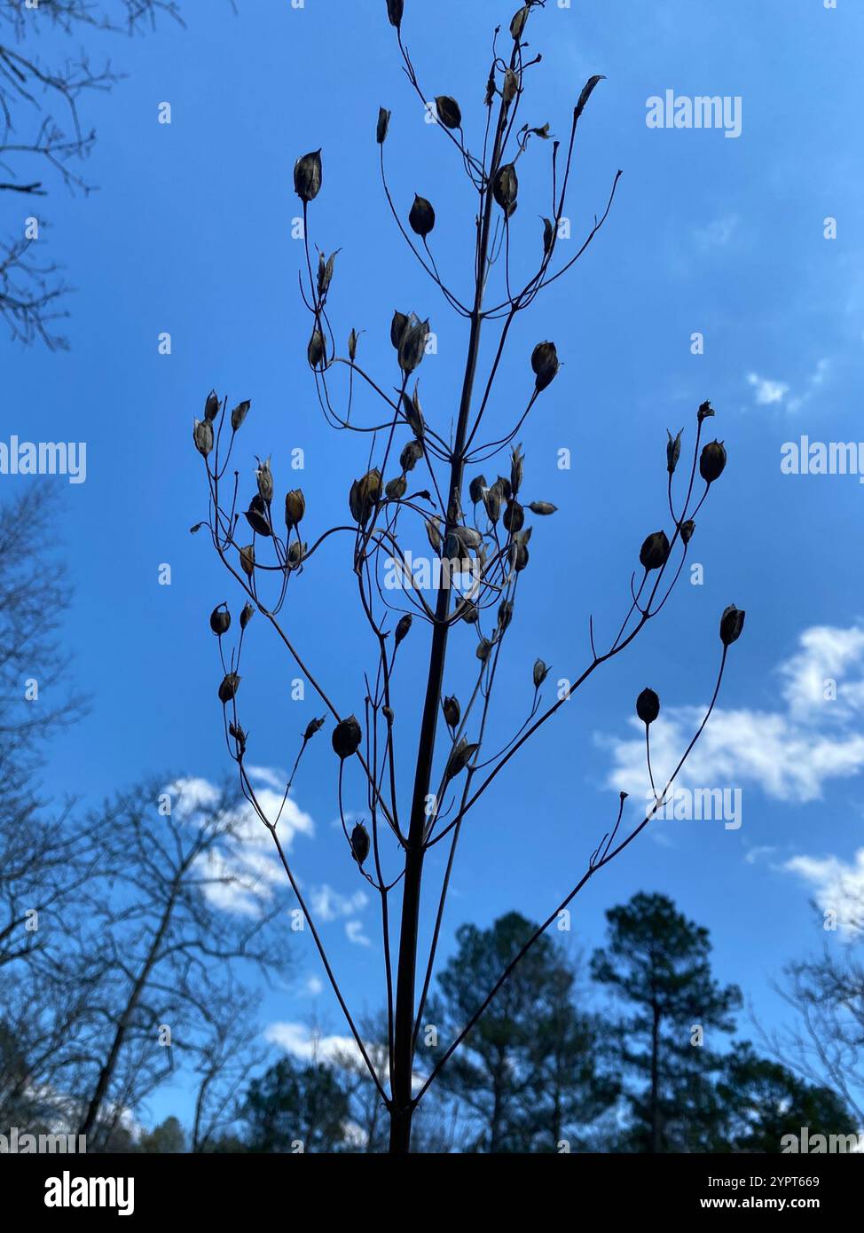 American columbo (Frasera caroliniensis Stock Photo - Alamy