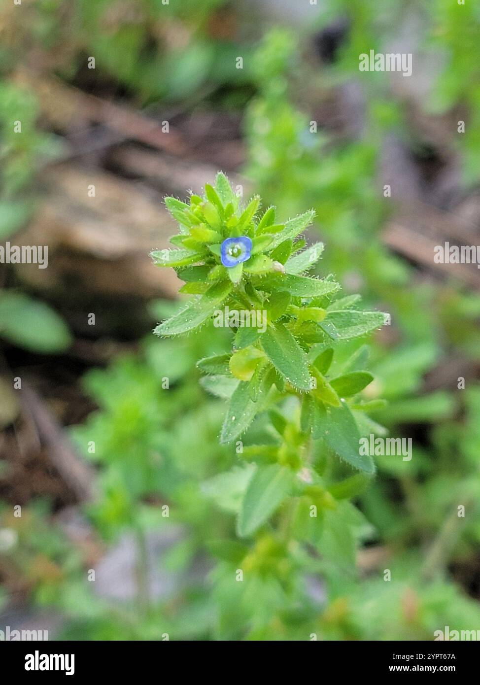 corn speedwell (Veronica arvensis Stock Photo - Alamy