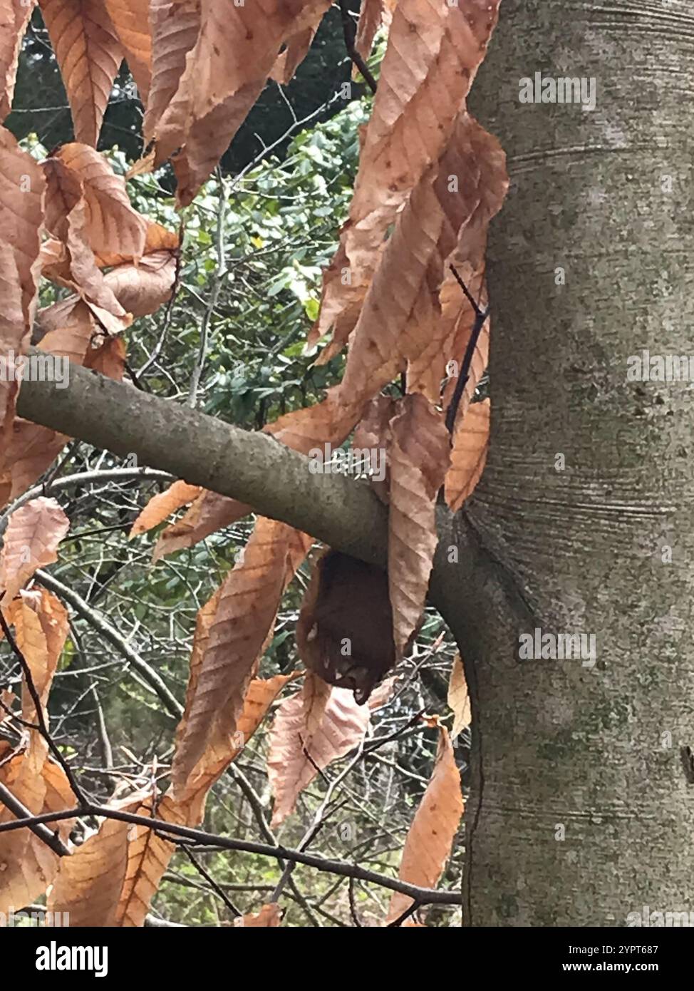 Eastern Red Bat (Lasiurus borealis Stock Photo - Alamy