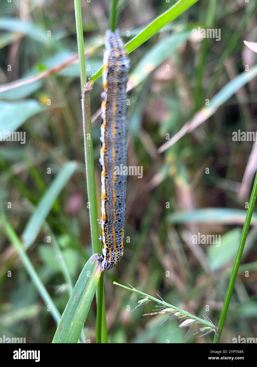 The Sorcerer (Aedia leucomelas Stock Photo - Alamy