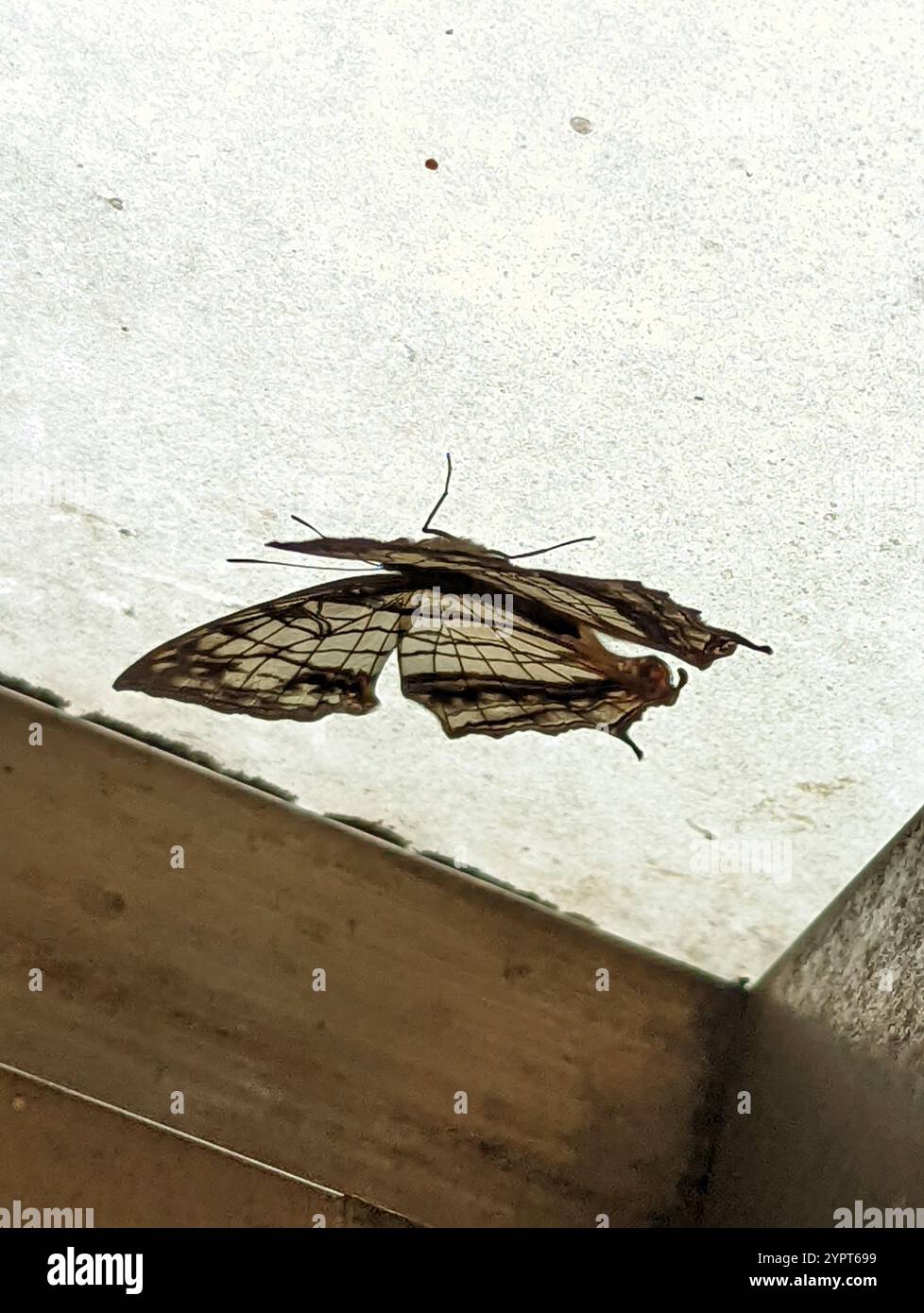 Common Mapwing (Cyrestis thyodamas Stock Photo - Alamy