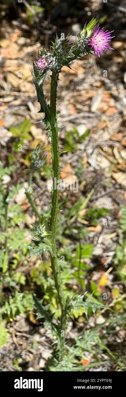 Italian thistle (Carduus pycnocephalus Stock Photo - Alamy