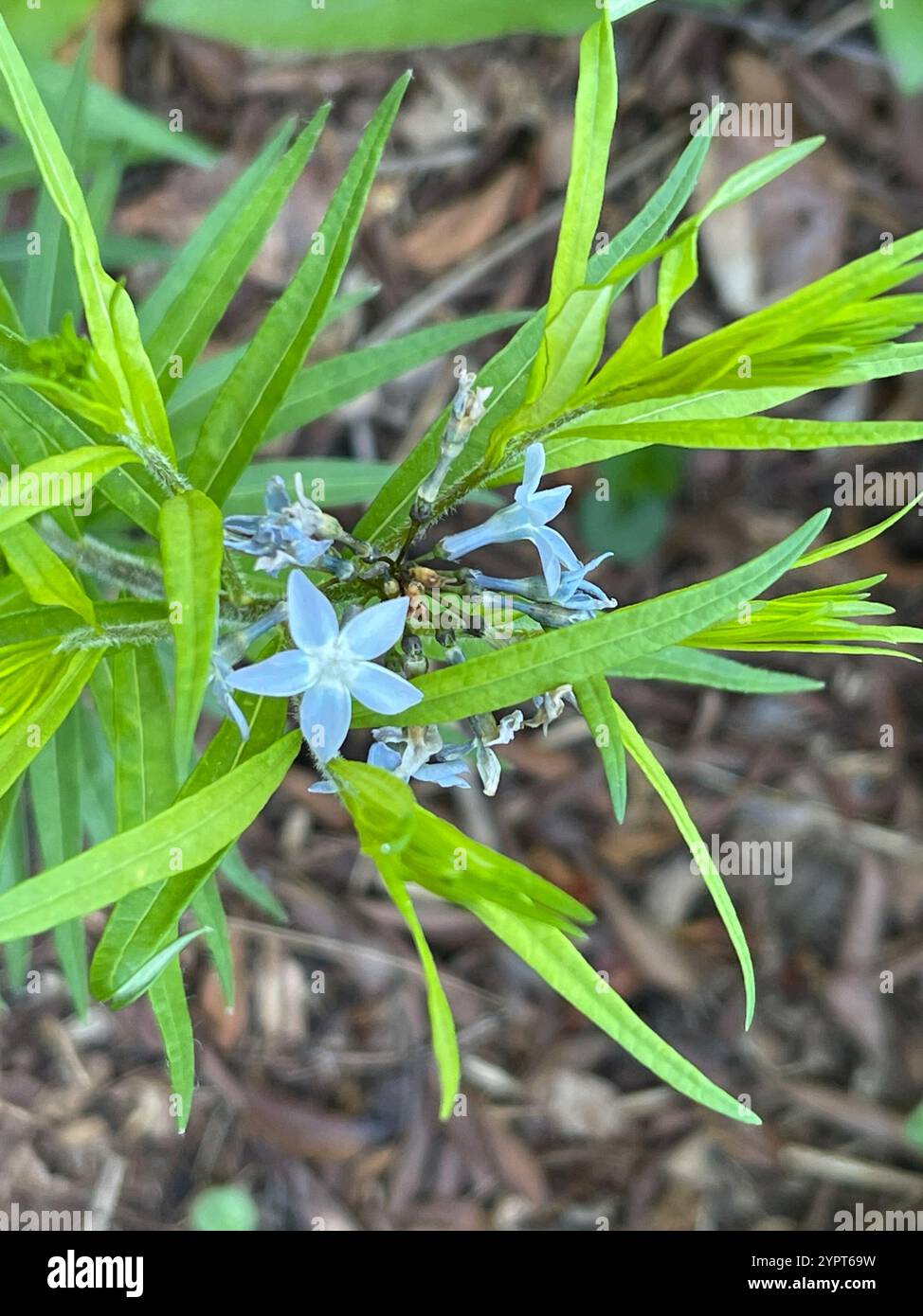 eastern bluestar (Amsonia tabernaemontana Stock Photo - Alamy