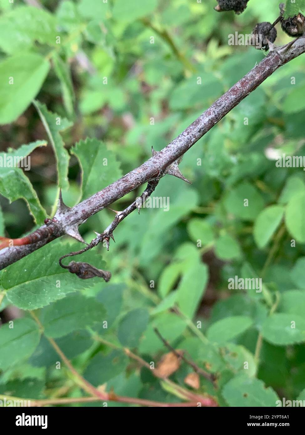 California Wild Rose (Rosa californica Stock Photo - Alamy