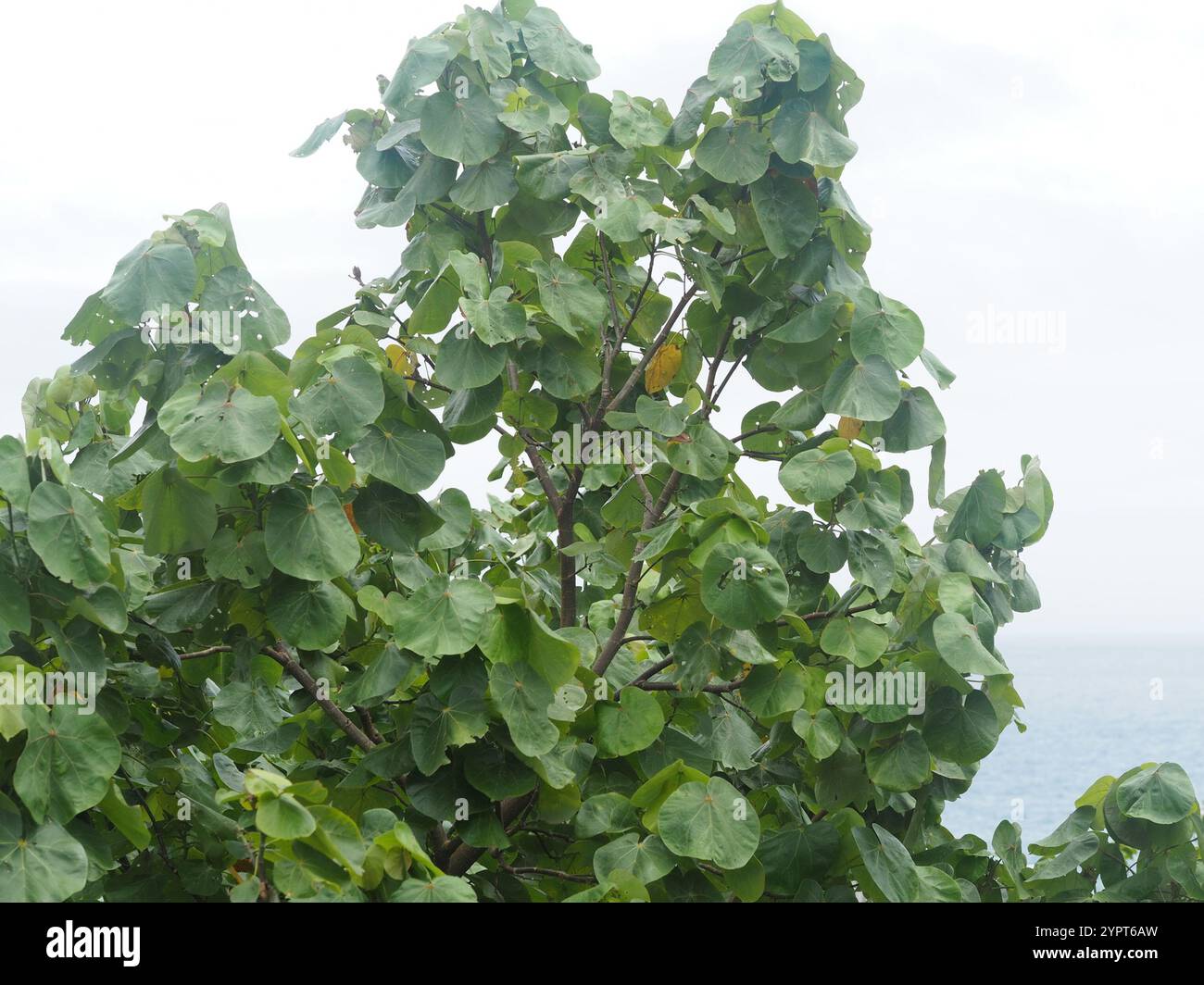 sea hibiscus (Hibiscus tiliaceus Stock Photo - Alamy