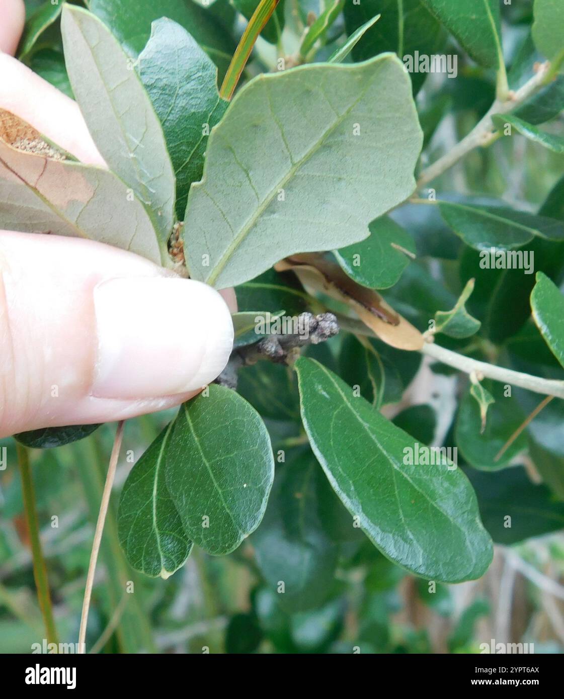 Gall and Rust Mites (Eriophyidae Stock Photo - Alamy