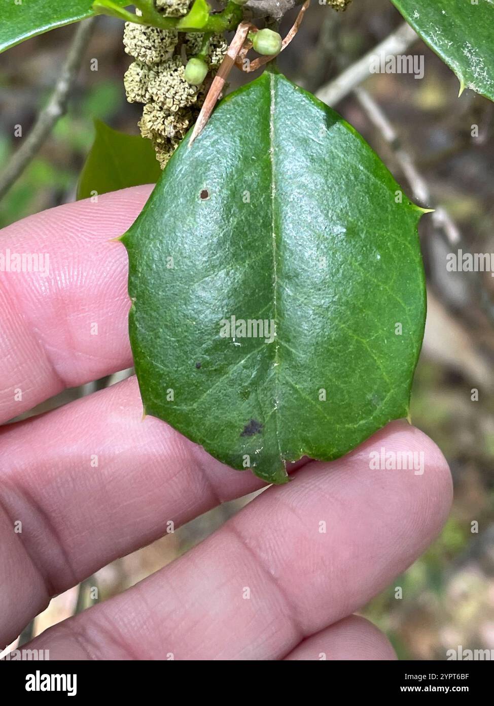 American holly (Ilex opaca Stock Photo - Alamy