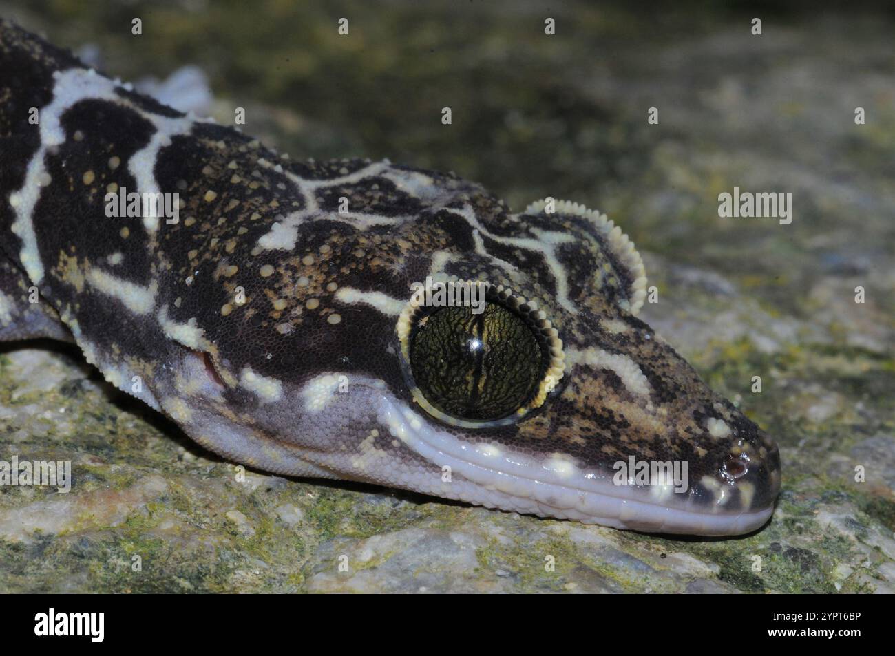 Banded Forest Gecko (Cyrtodactylus consobrinus Stock Photo - Alamy