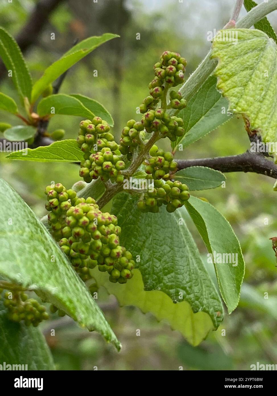 mustang grape (Vitis mustangensis Stock Photo - Alamy