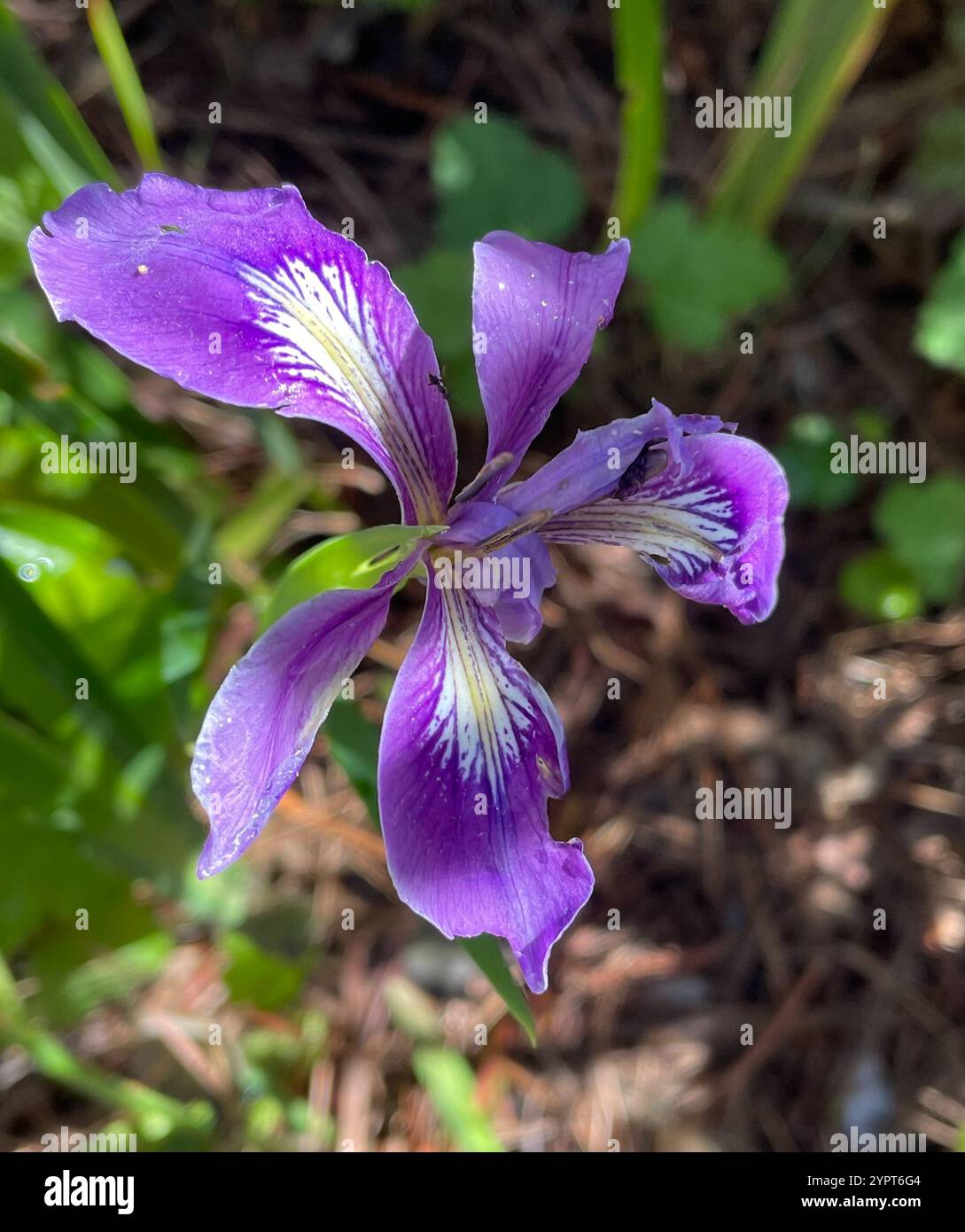 Douglas iris (Iris douglasiana Stock Photo - Alamy