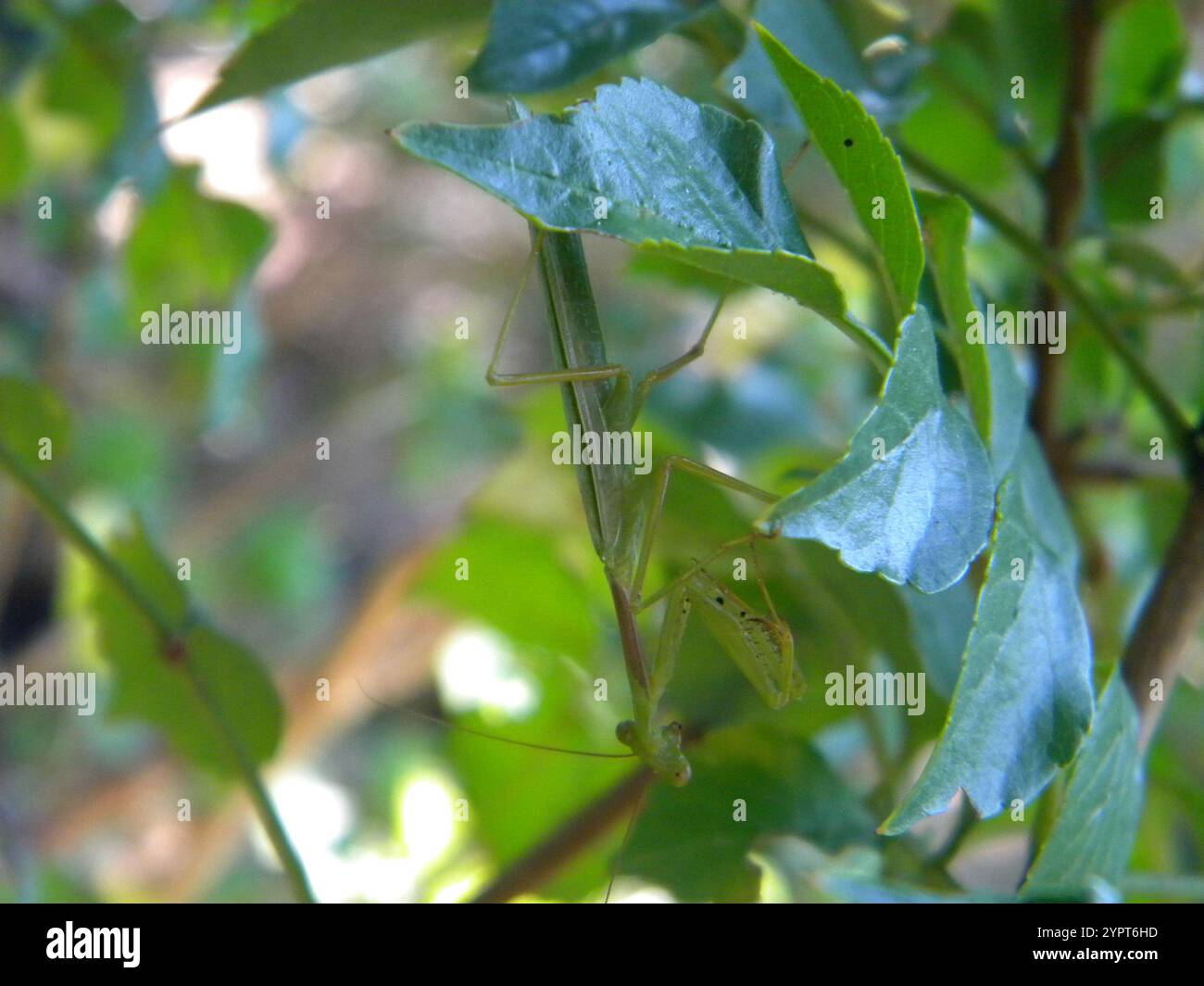South African Mantis (Miomantis caffra Stock Photo - Alamy