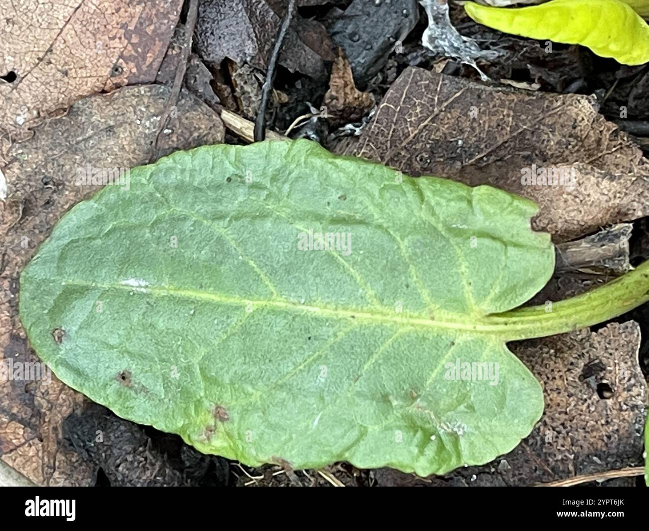 broad-leaved dock (Rumex obtusifolius Stock Photo - Alamy