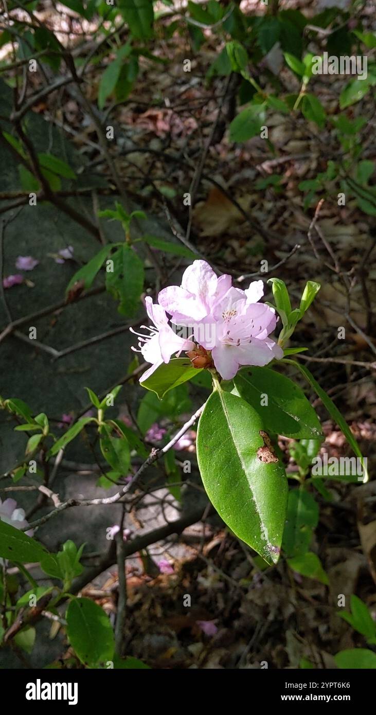 rhododendrons and azaleas (Rhododendron Stock Photo - Alamy