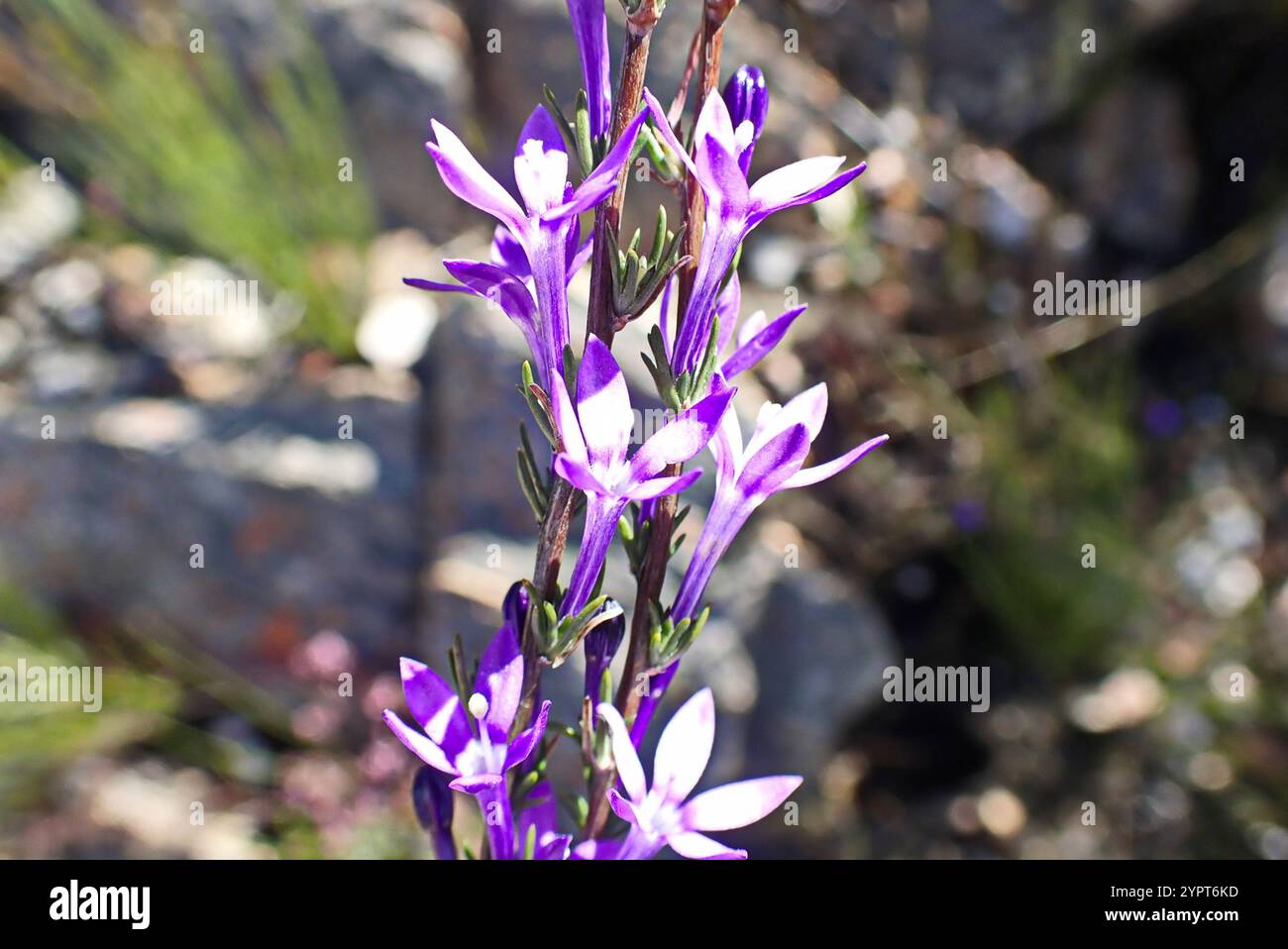 Common Capetrumpet (Theilera guthriei Stock Photo - Alamy