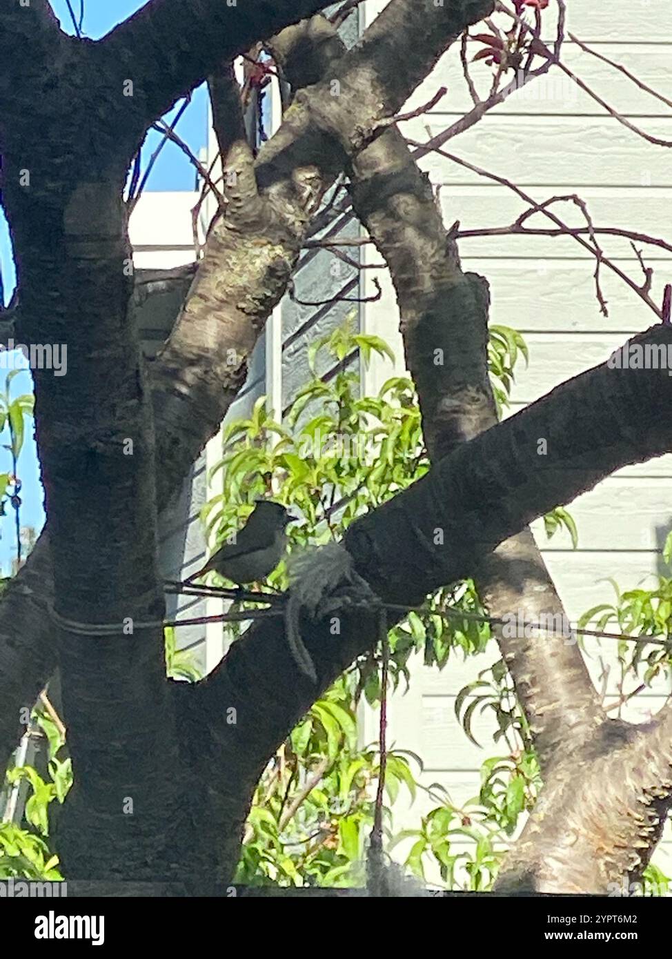 Oak Titmouse (Baeolophus inornatus Stock Photo - Alamy