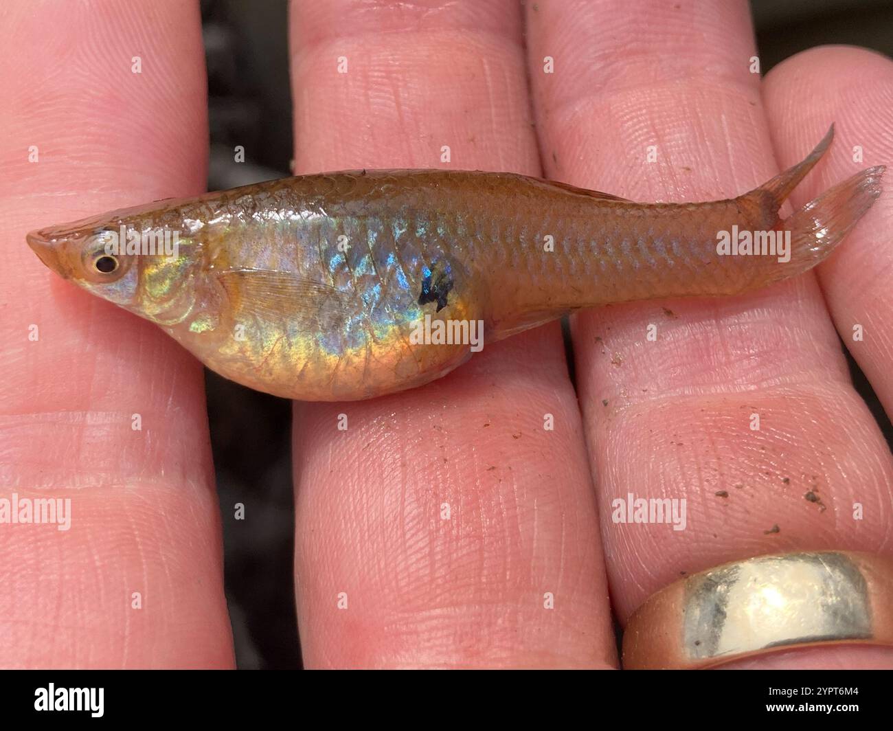 Western Mosquitofish (Gambusia affinis Stock Photo - Alamy