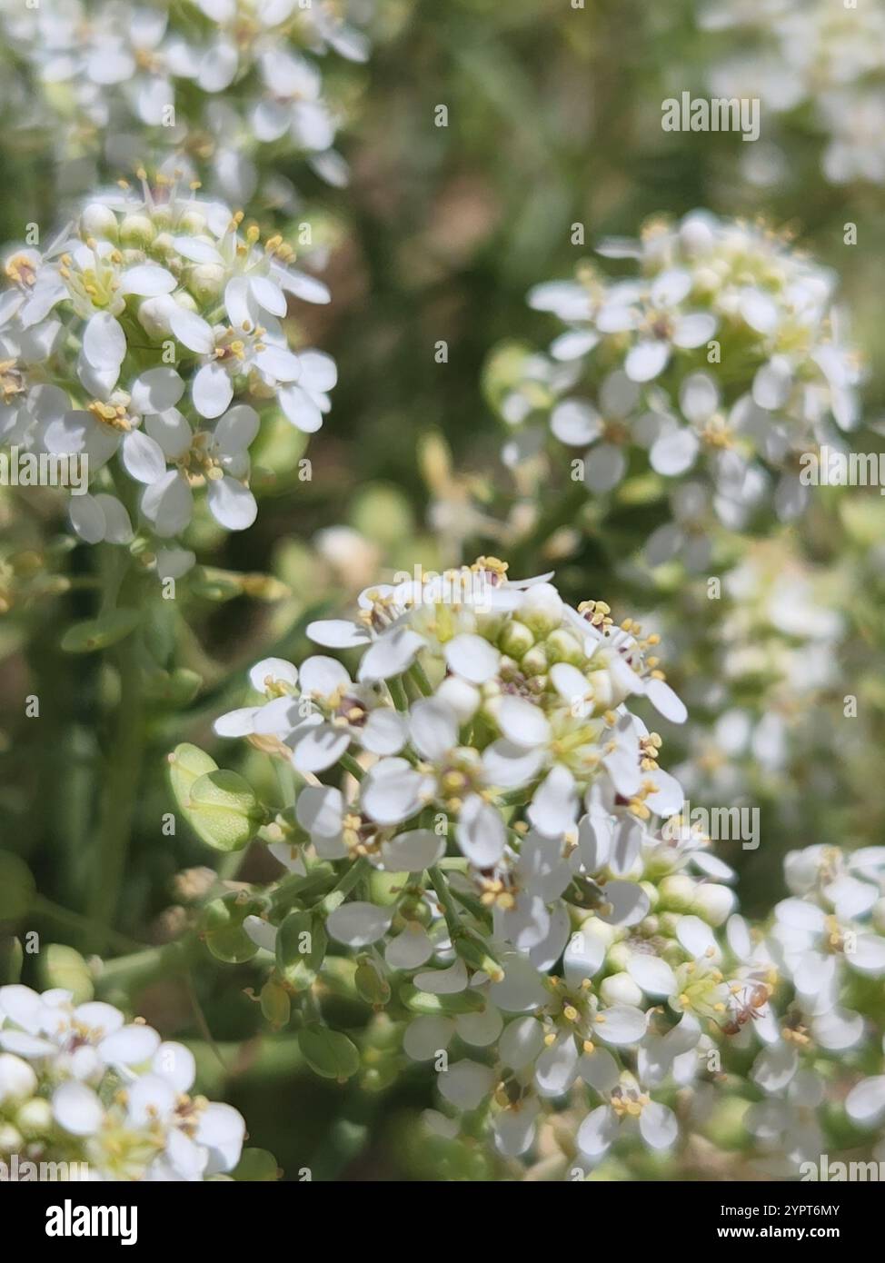desert pepperweed (Lepidium fremontii Stock Photo - Alamy