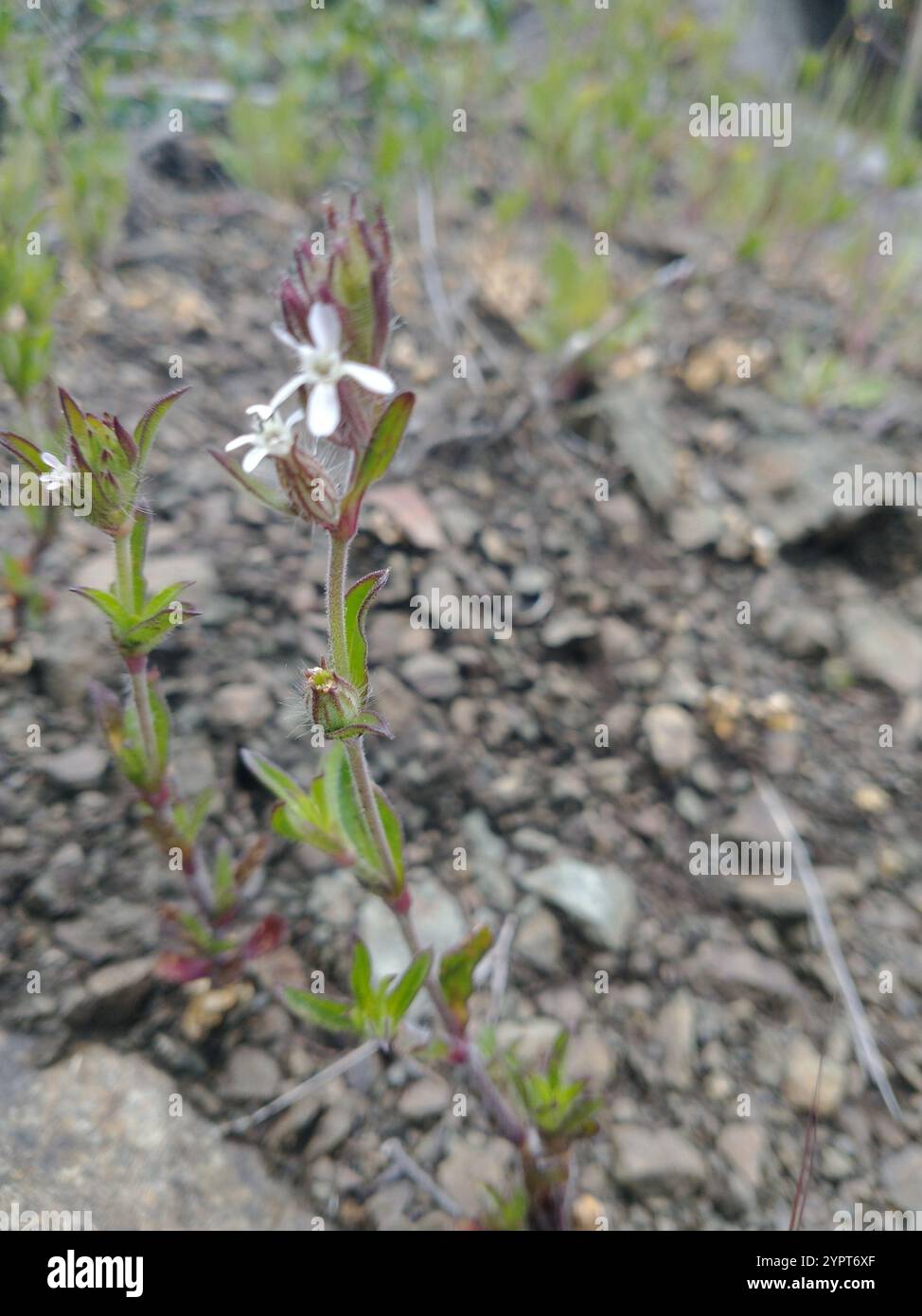 Small-flowered Catchfly (Silene gallica Stock Photo - Alamy