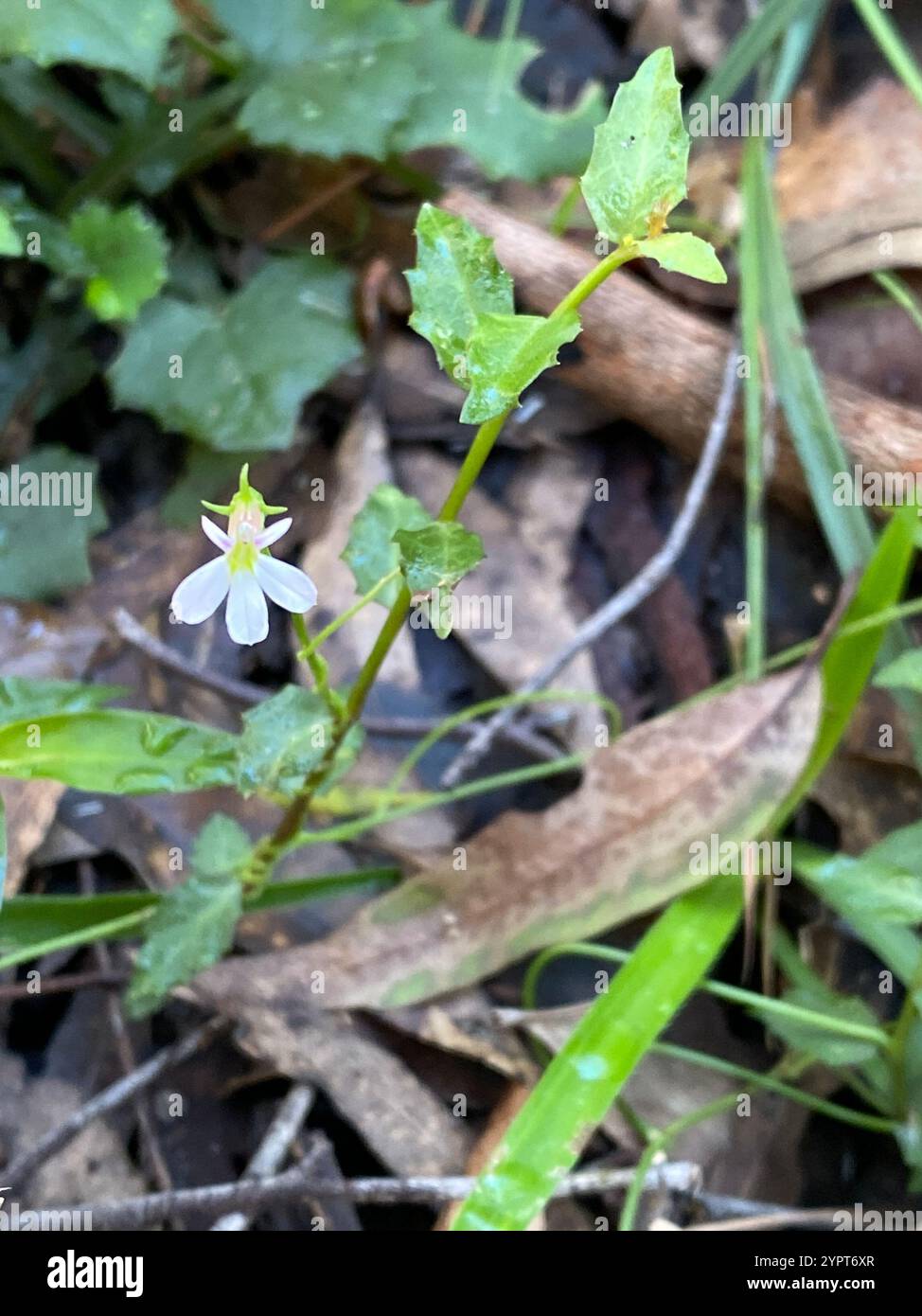 White Root (Lobelia purpurascens Stock Photo - Alamy