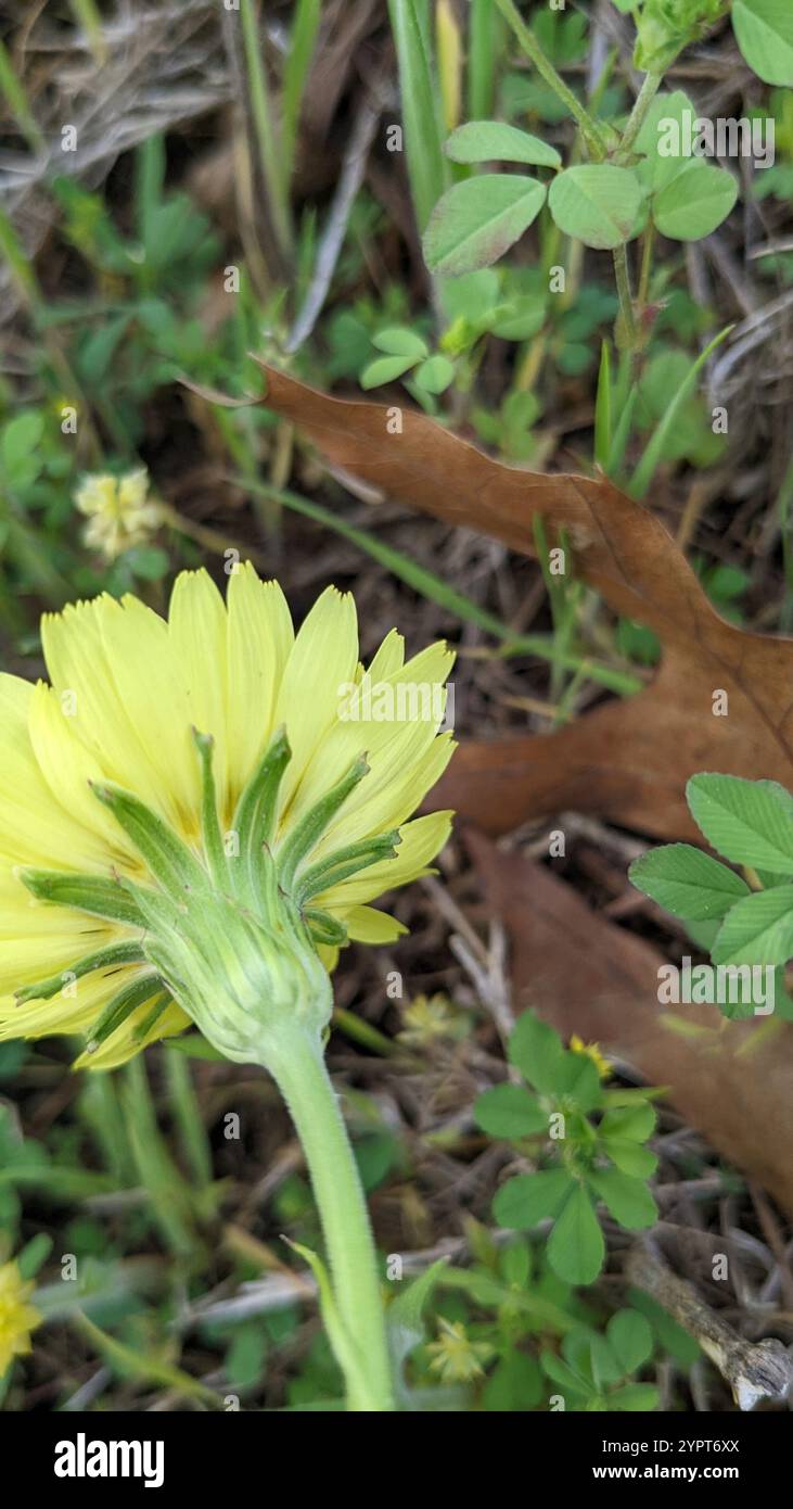 smallflower desert-chicory (Pyrrhopappus pauciflorus Stock Photo - Alamy