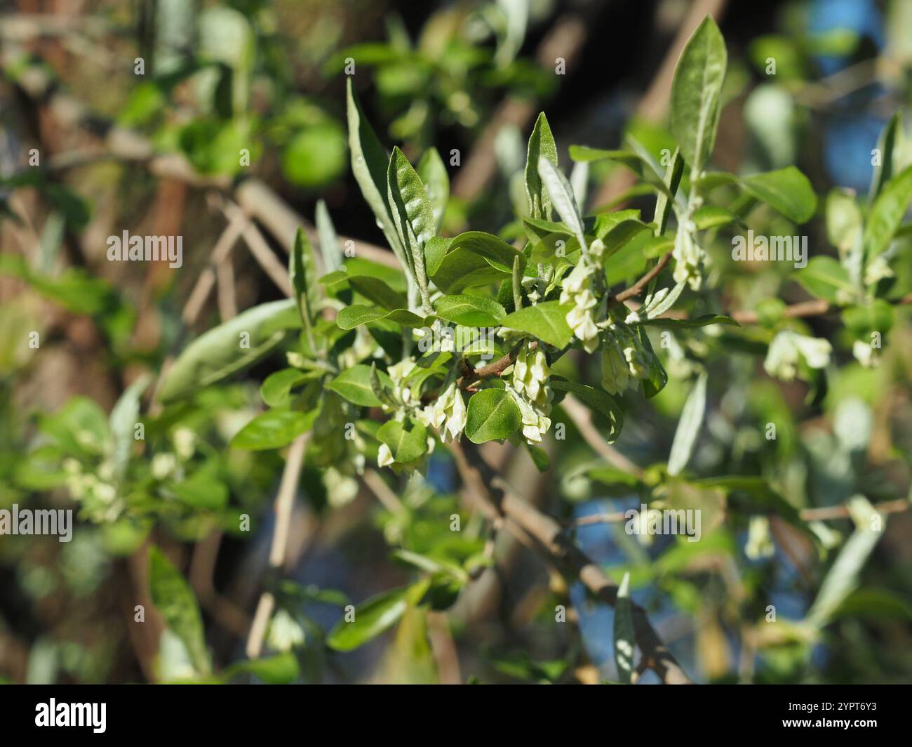 autumn olive (Elaeagnus umbellata Stock Photo - Alamy