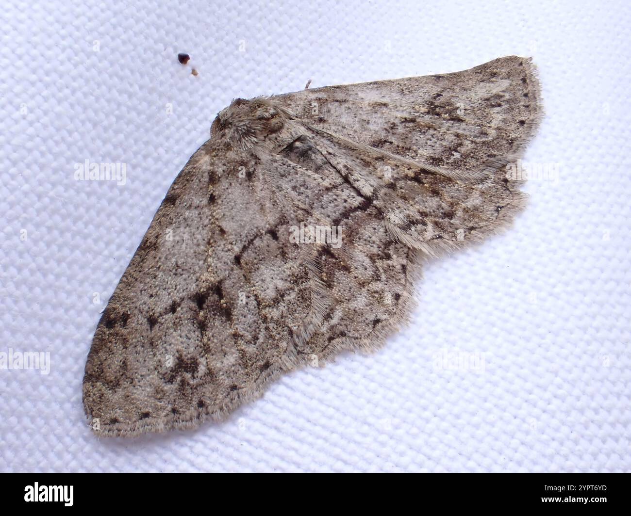Small Engrailed (Ectropis crepuscularia Stock Photo - Alamy