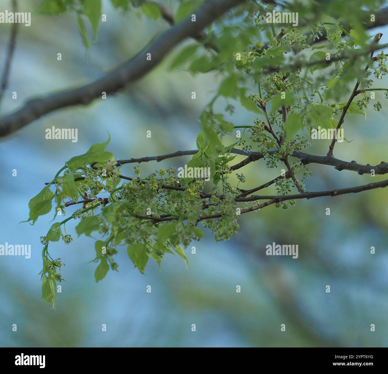common hackberry (Celtis occidentalis Stock Photo - Alamy