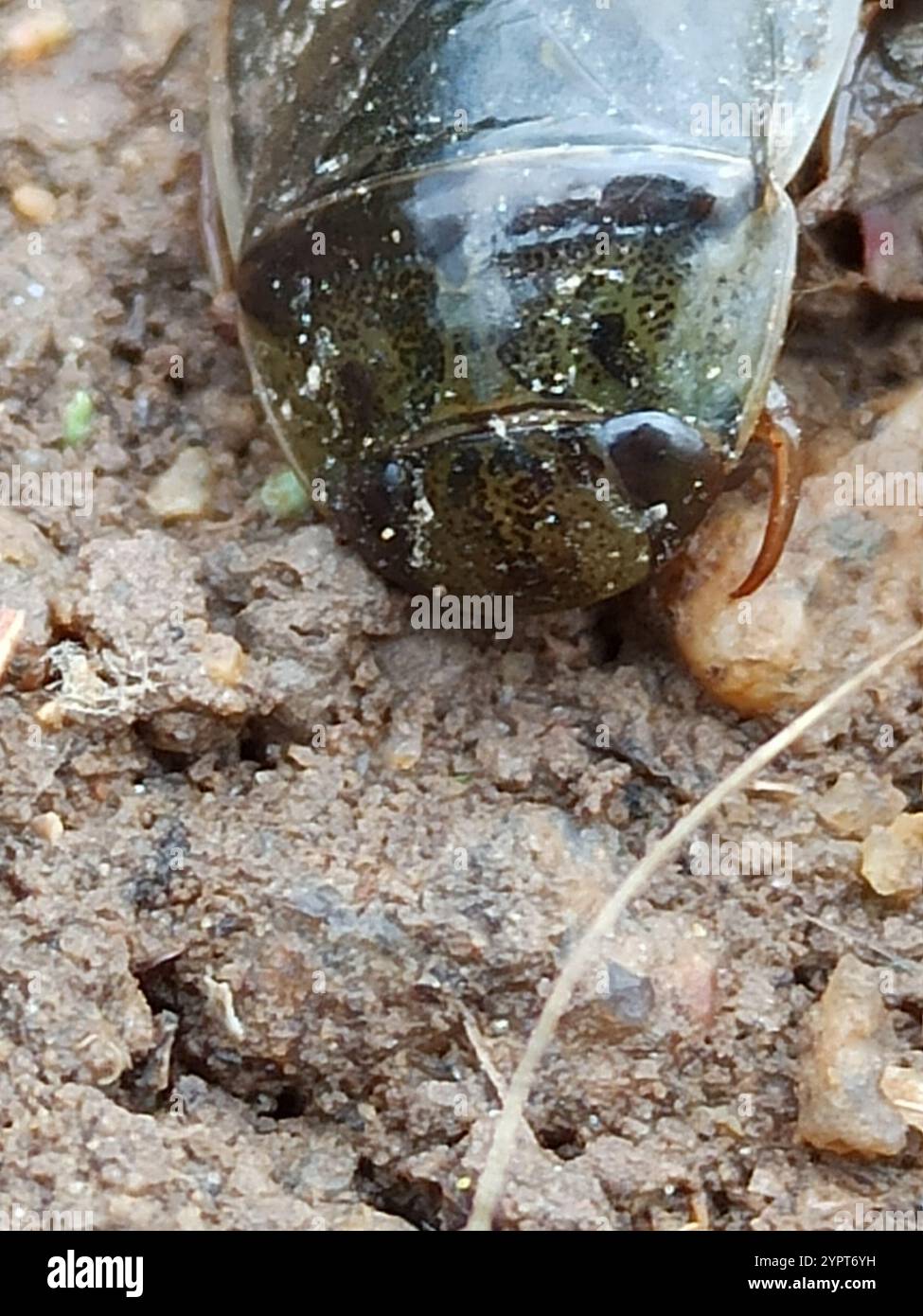 saucer bug (Ilyocoris cimicoides Stock Photo - Alamy