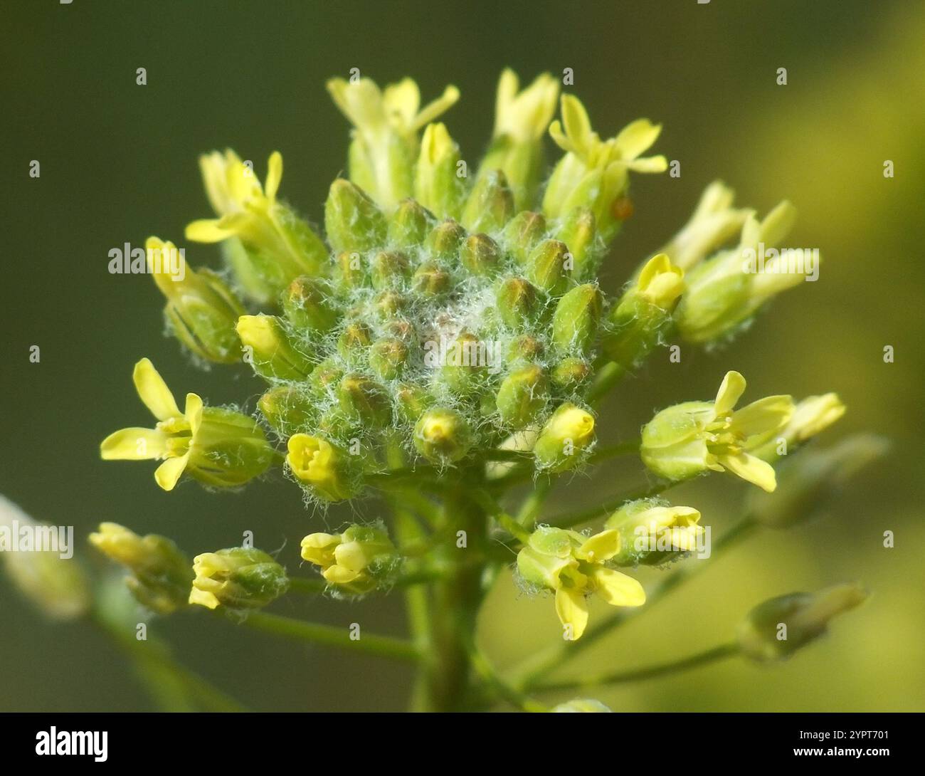 littlepod false flax (Camelina microcarpa Stock Photo - Alamy