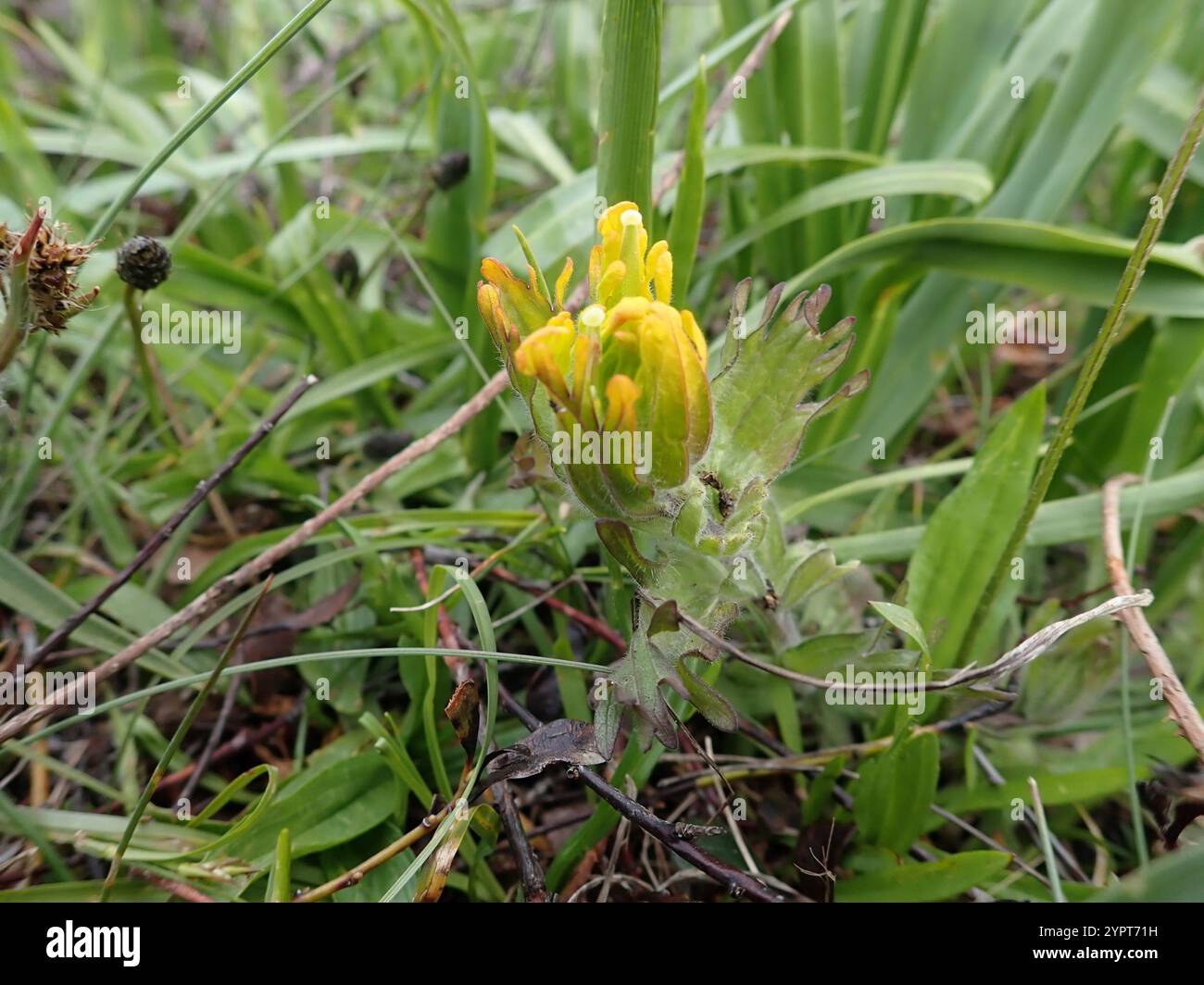 golden Indian paintbrush (Castilleja levisecta Stock Photo - Alamy