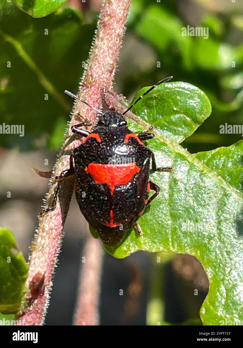 Anchor stink bug hi-res stock photography and images - Alamy