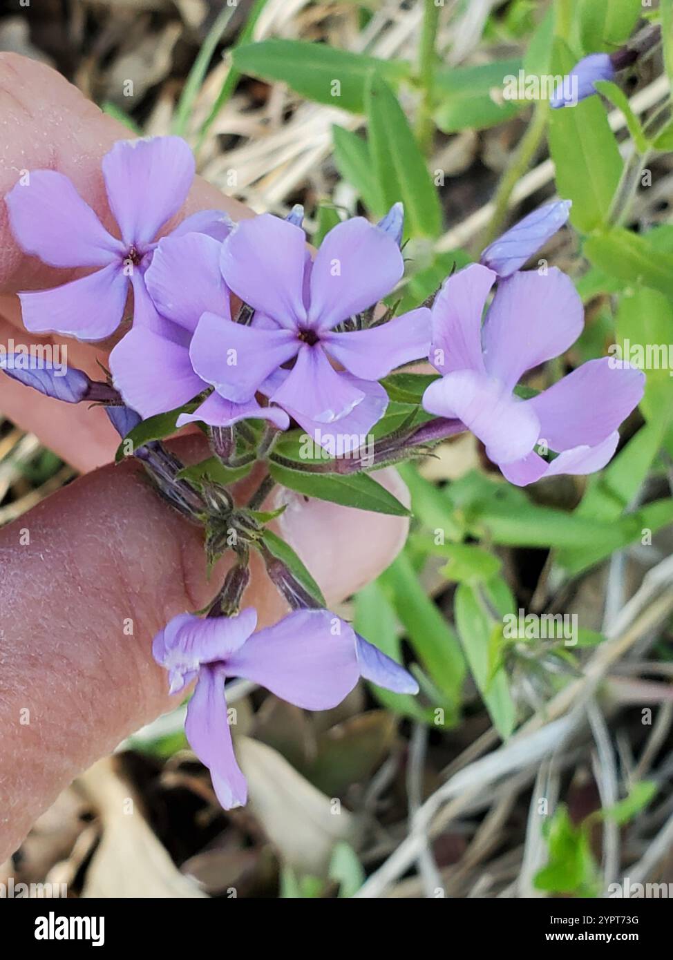 blue phlox (Phlox divaricata Stock Photo - Alamy