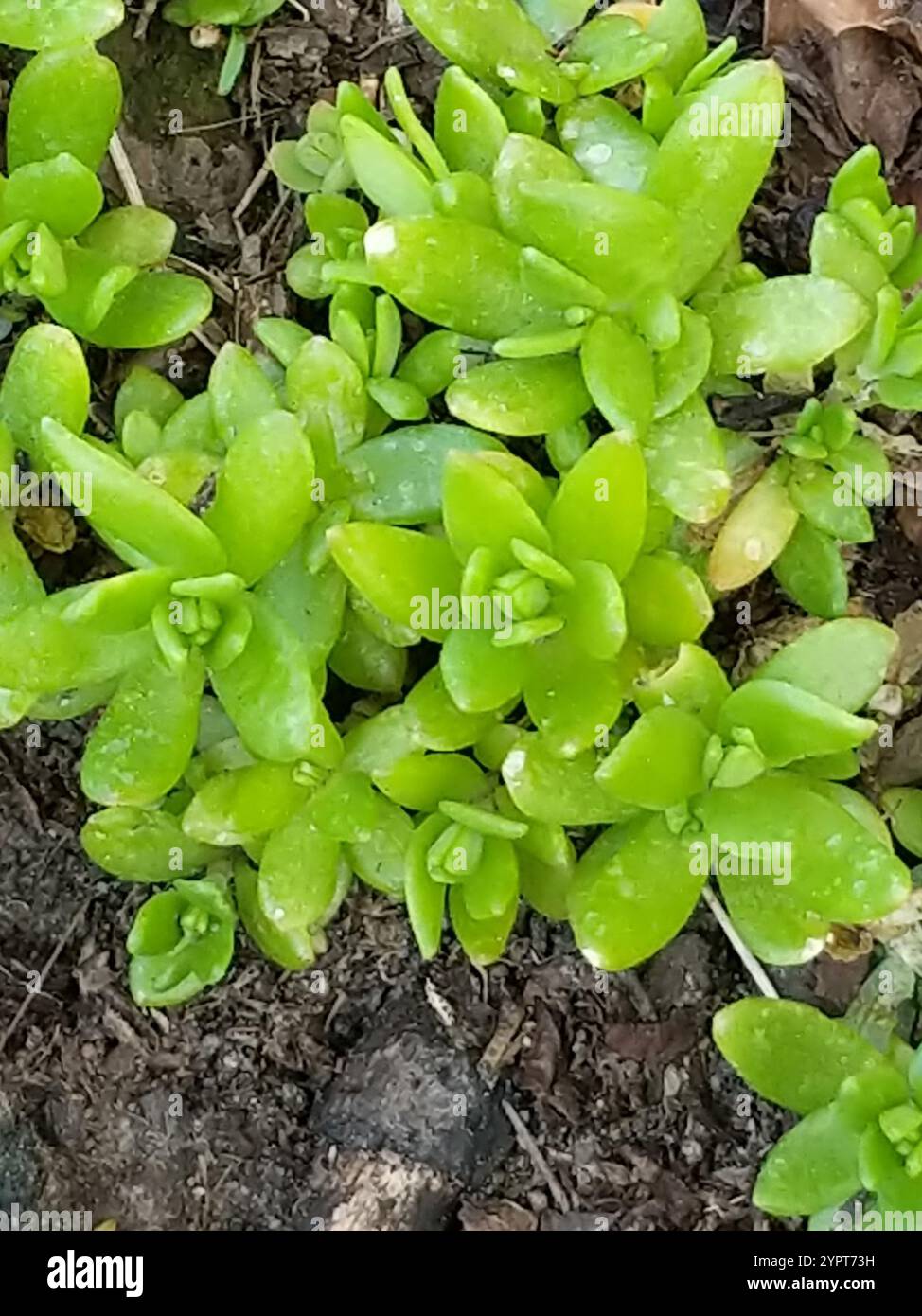 Stringy Stonecrop (Sedum sarmentosum Stock Photo - Alamy