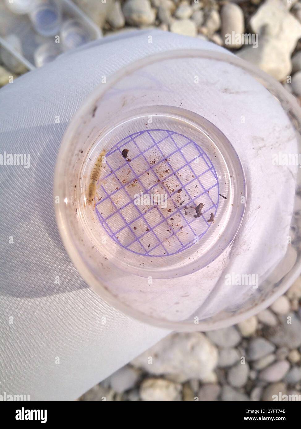 Green Drakes (Ephemera Stock Photo - Alamy