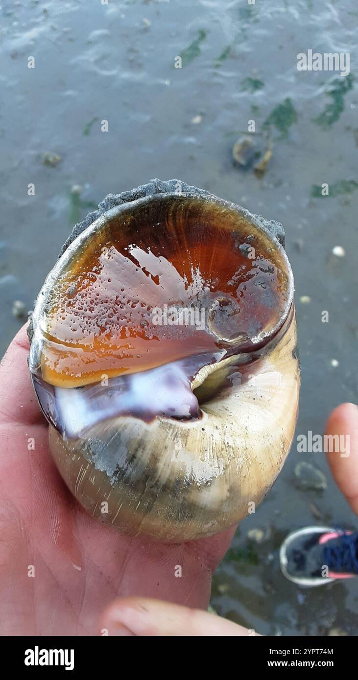 Lewis's Moon Snail (Neverita lewisii Stock Photo - Alamy