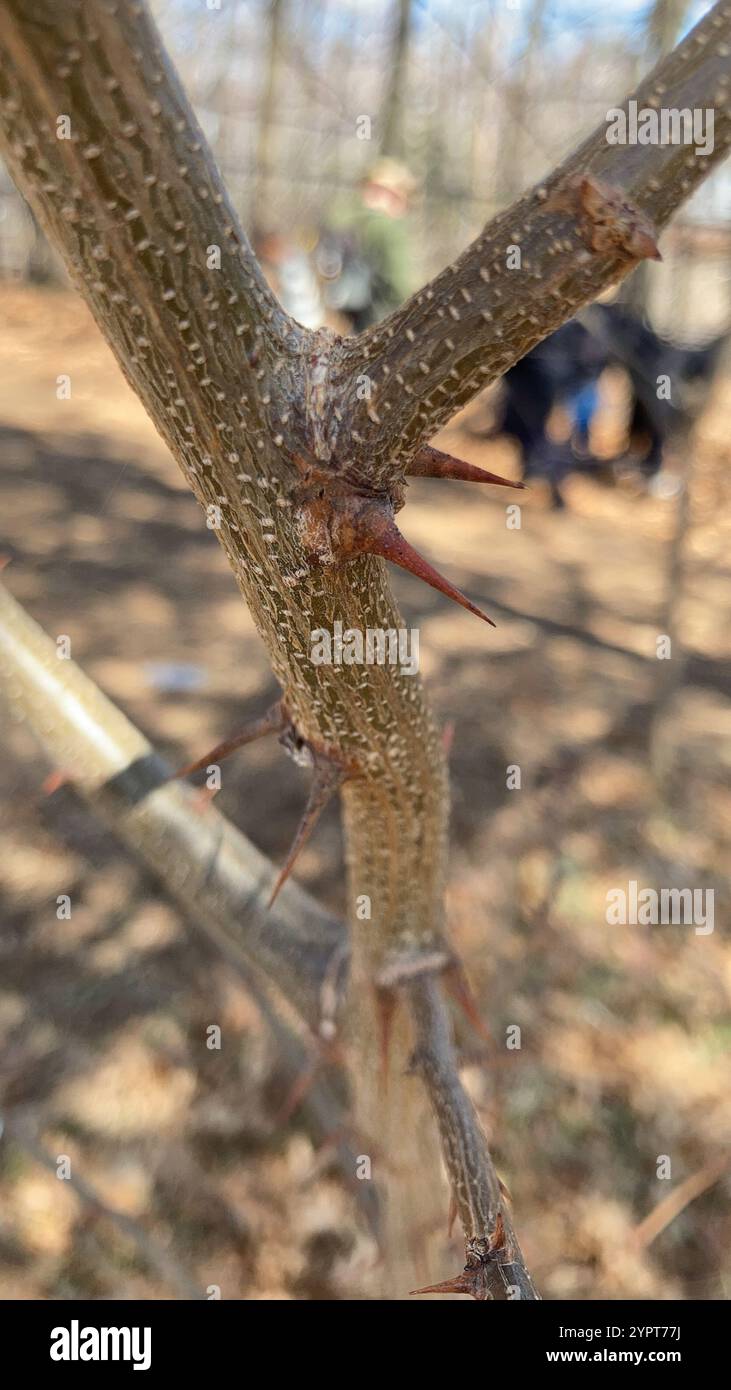 black locust (Robinia pseudoacacia Stock Photo - Alamy