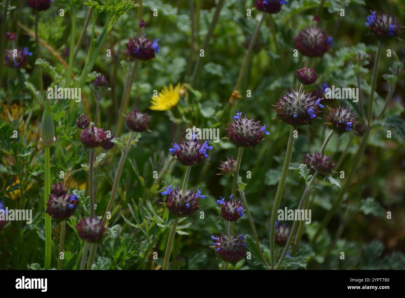 California Digger Bee (Anthophora californica Stock Photo - Alamy