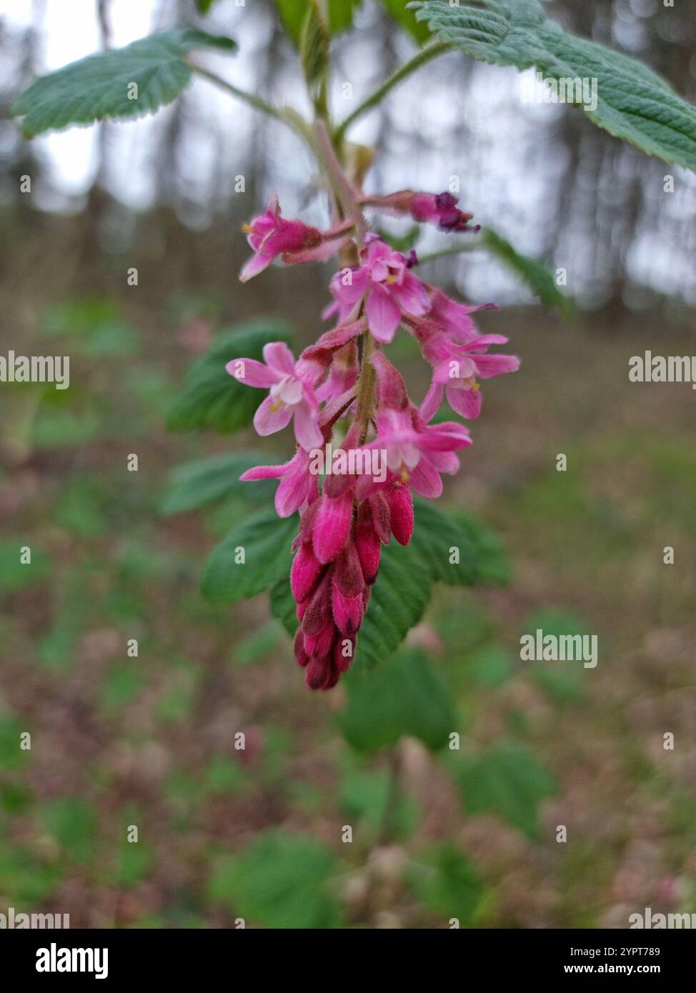 Red-flowering Currant (Ribes sanguineum Stock Photo - Alamy