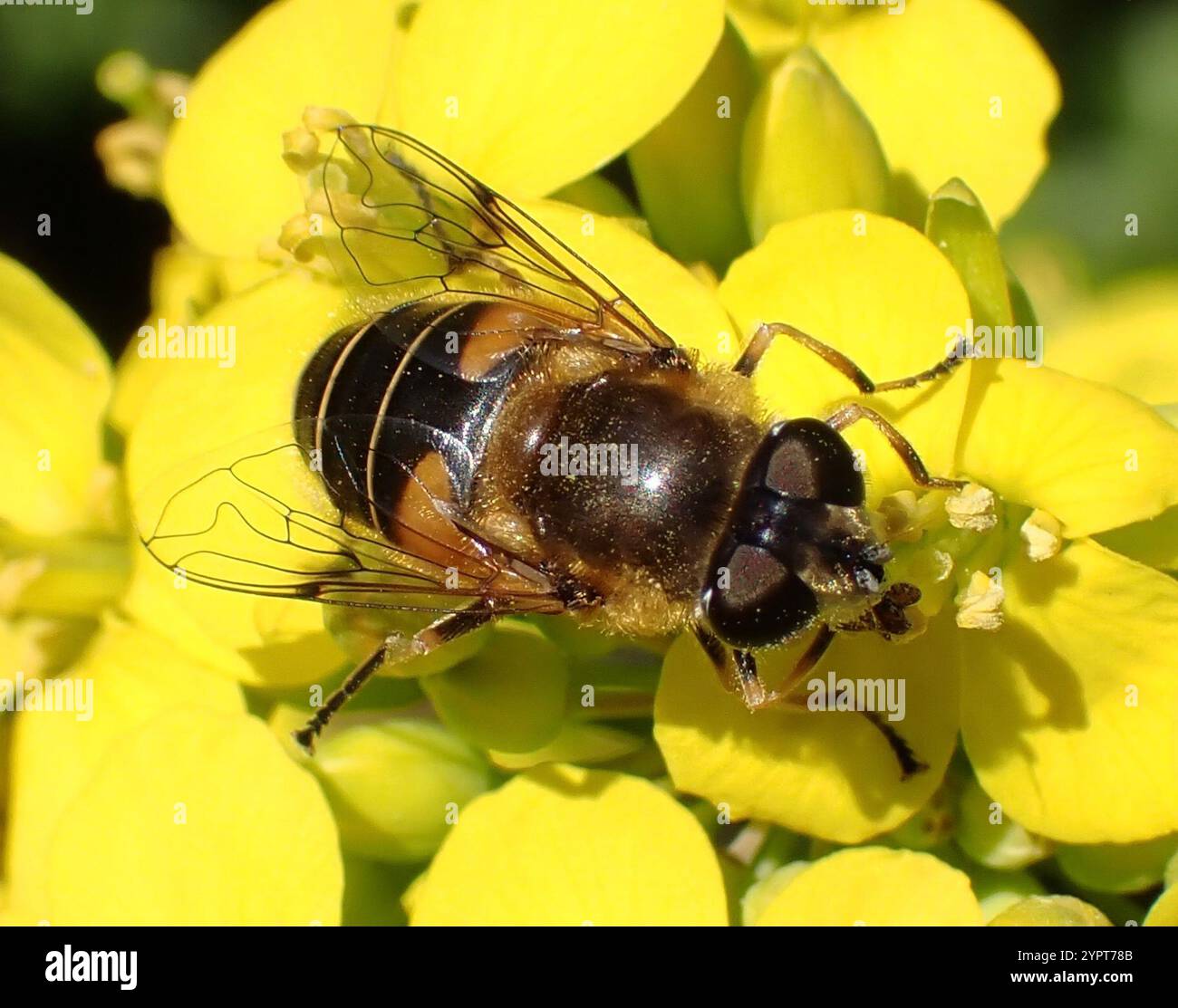 Stripe-winged Drone Fly (Eristalis horticola Stock Photo - Alamy