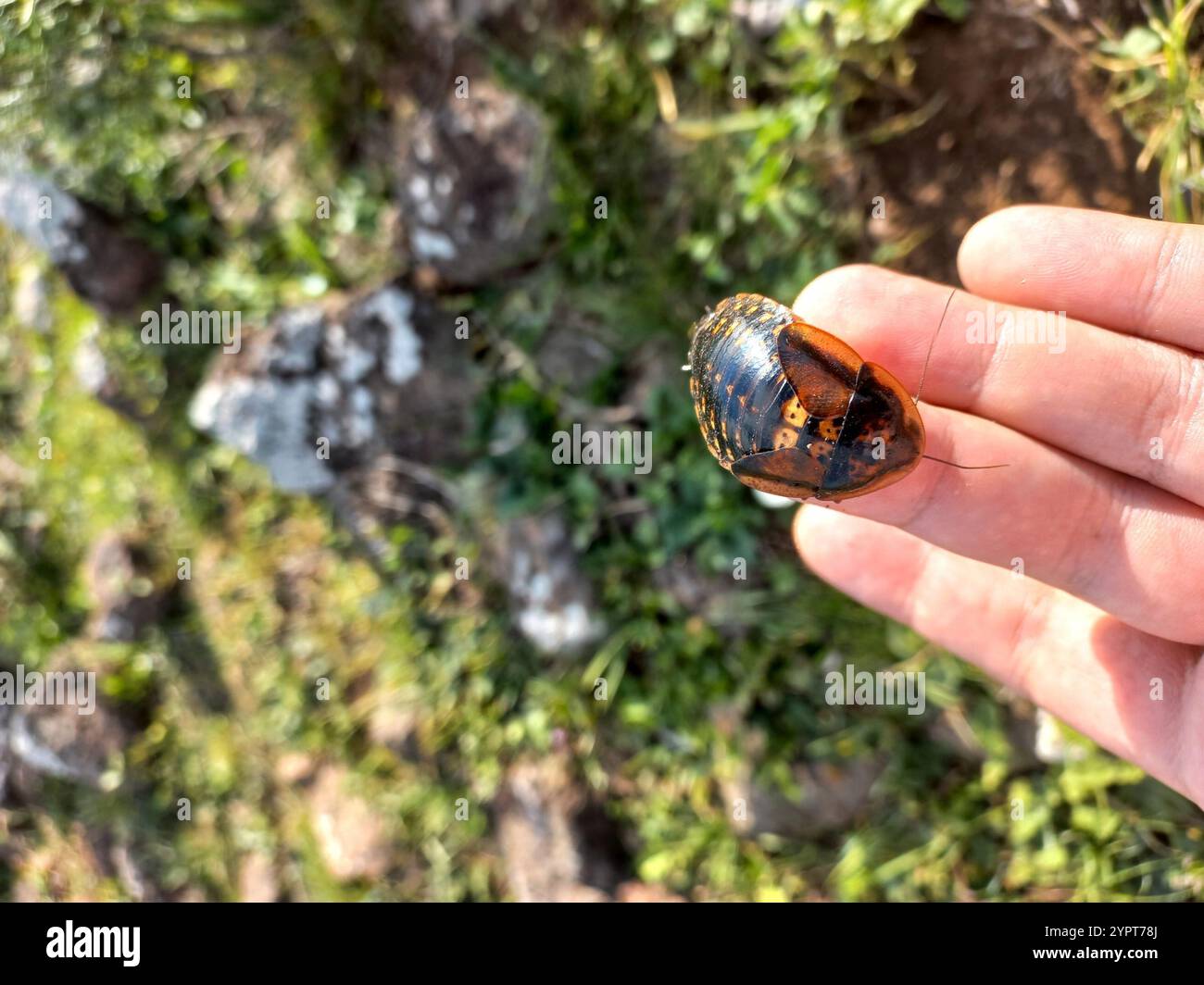 Dubia Cockroach (Blaptica dubia Stock Photo - Alamy