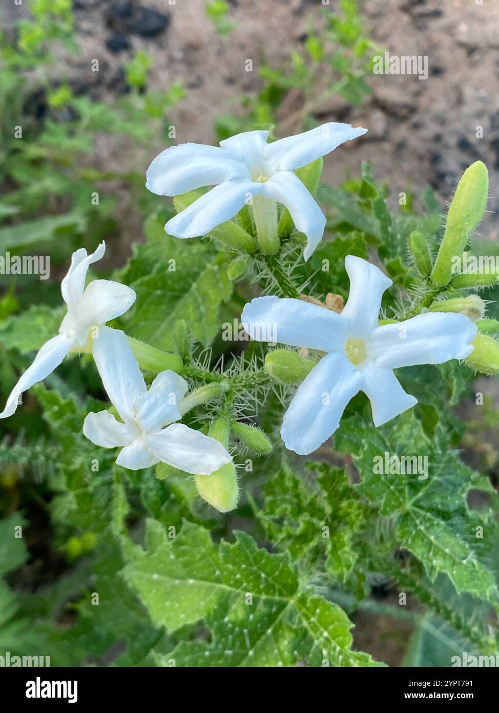 Texas Bull Nettle (Cnidoscolus texanus Stock Photo - Alamy