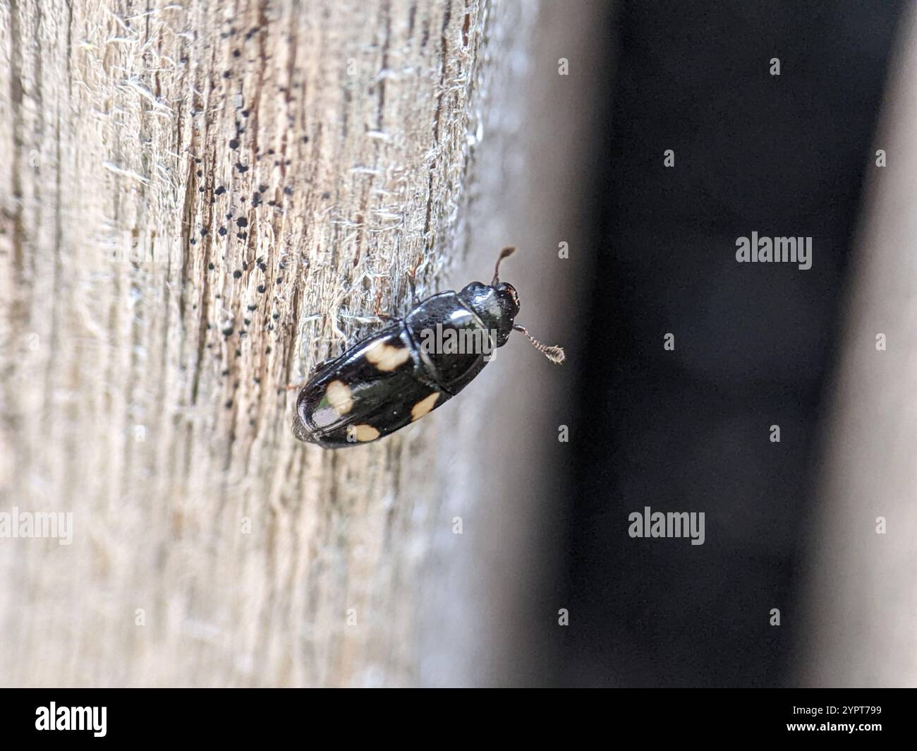 Four-spotted Sap Beetle (Glischrochilus quadrisignatus Stock Photo - Alamy